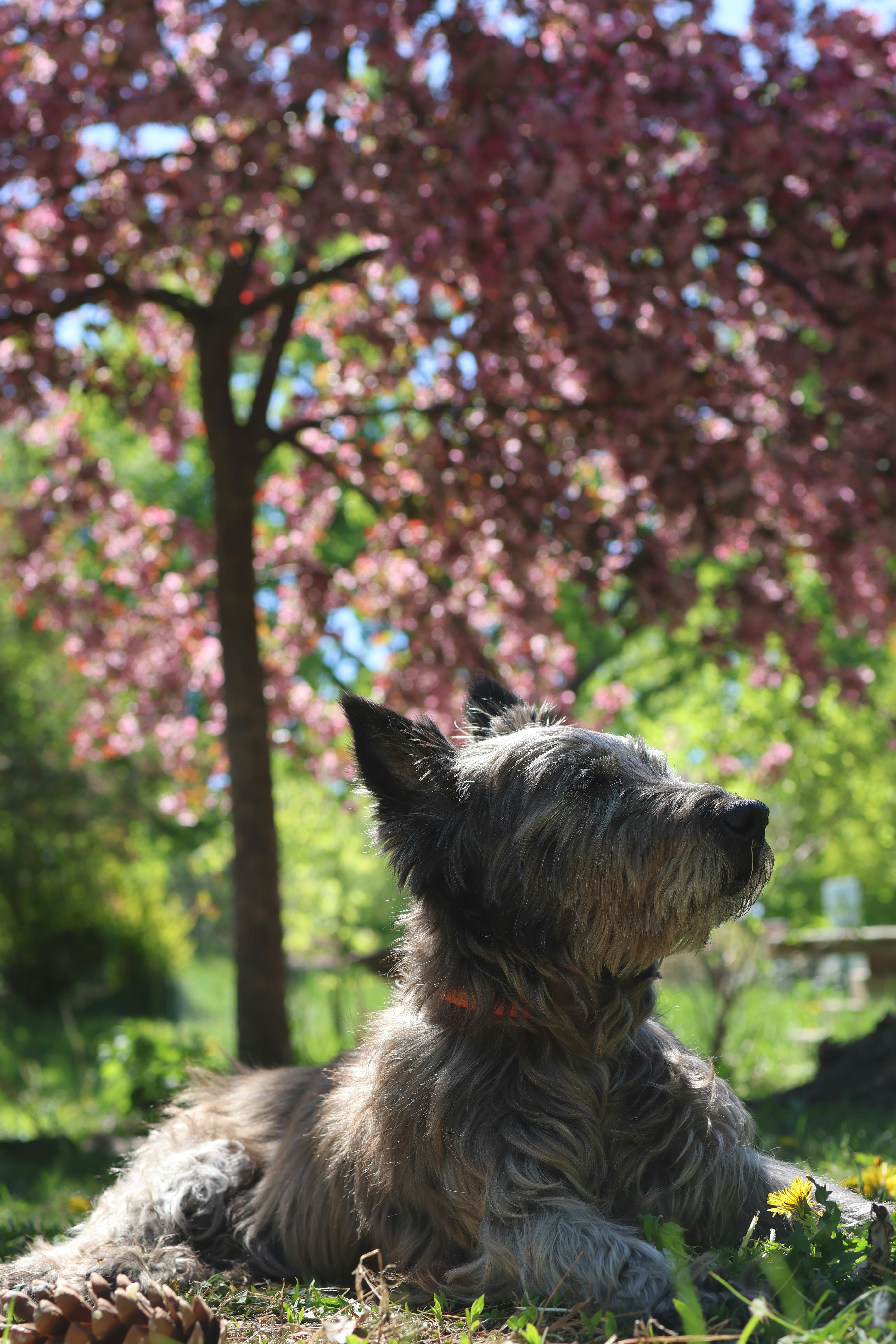 Sunny-Spotter: A Lounging Terrier Beneath Blushing Canopies