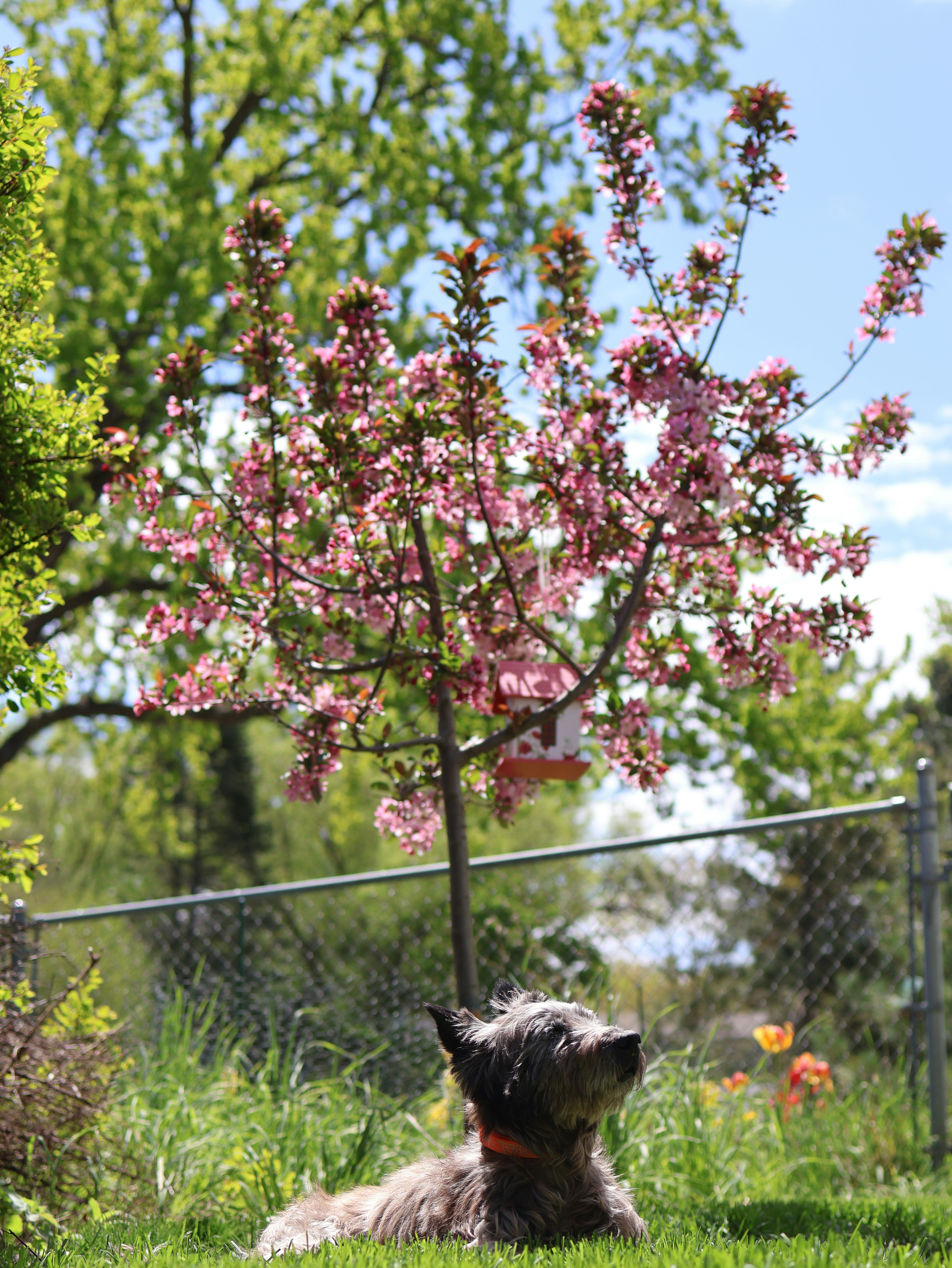 Mr. Chewie & Camelot Crabapple Tree