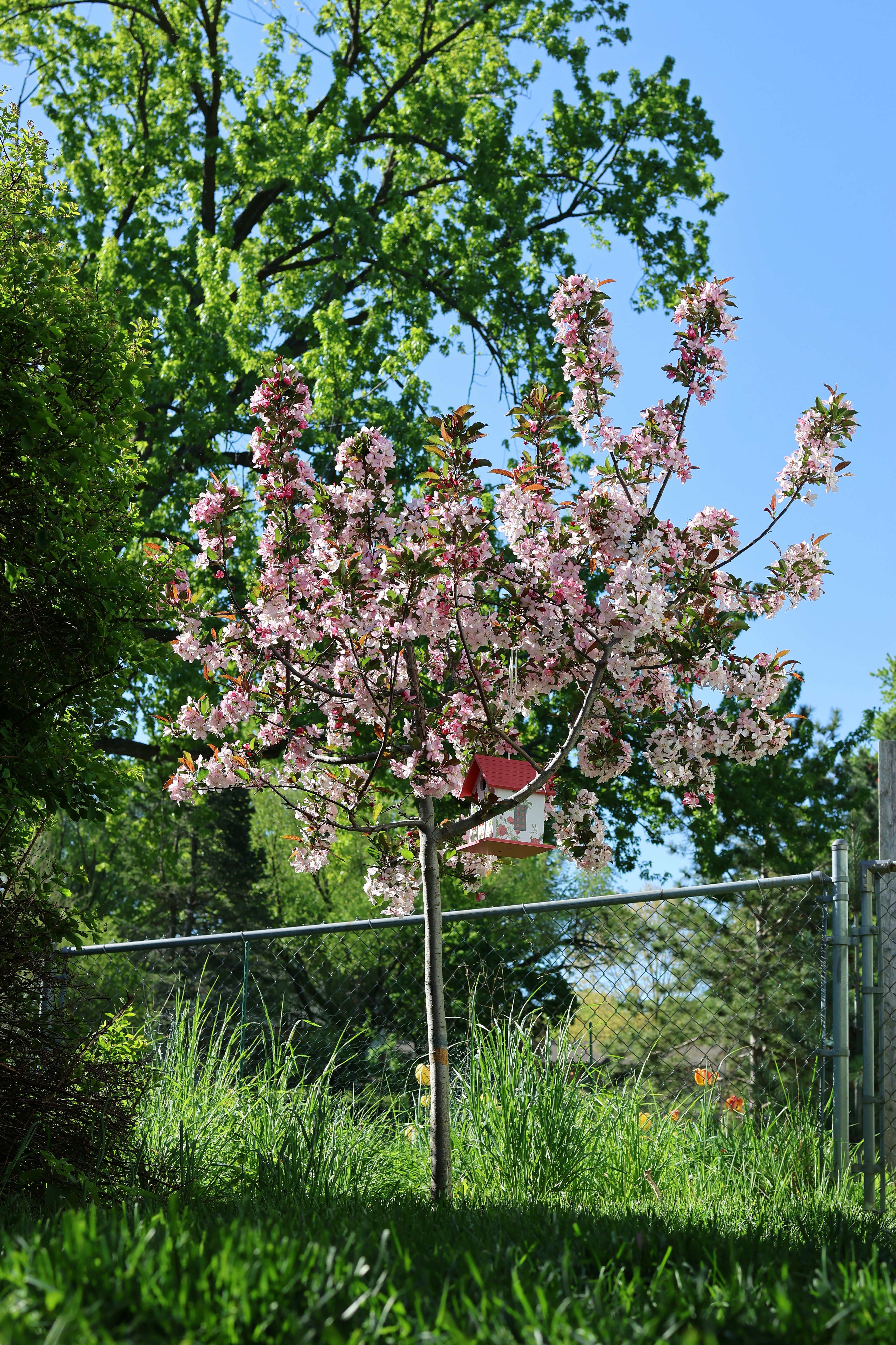 Blossom Sentinel Under a Clear Summer Sky