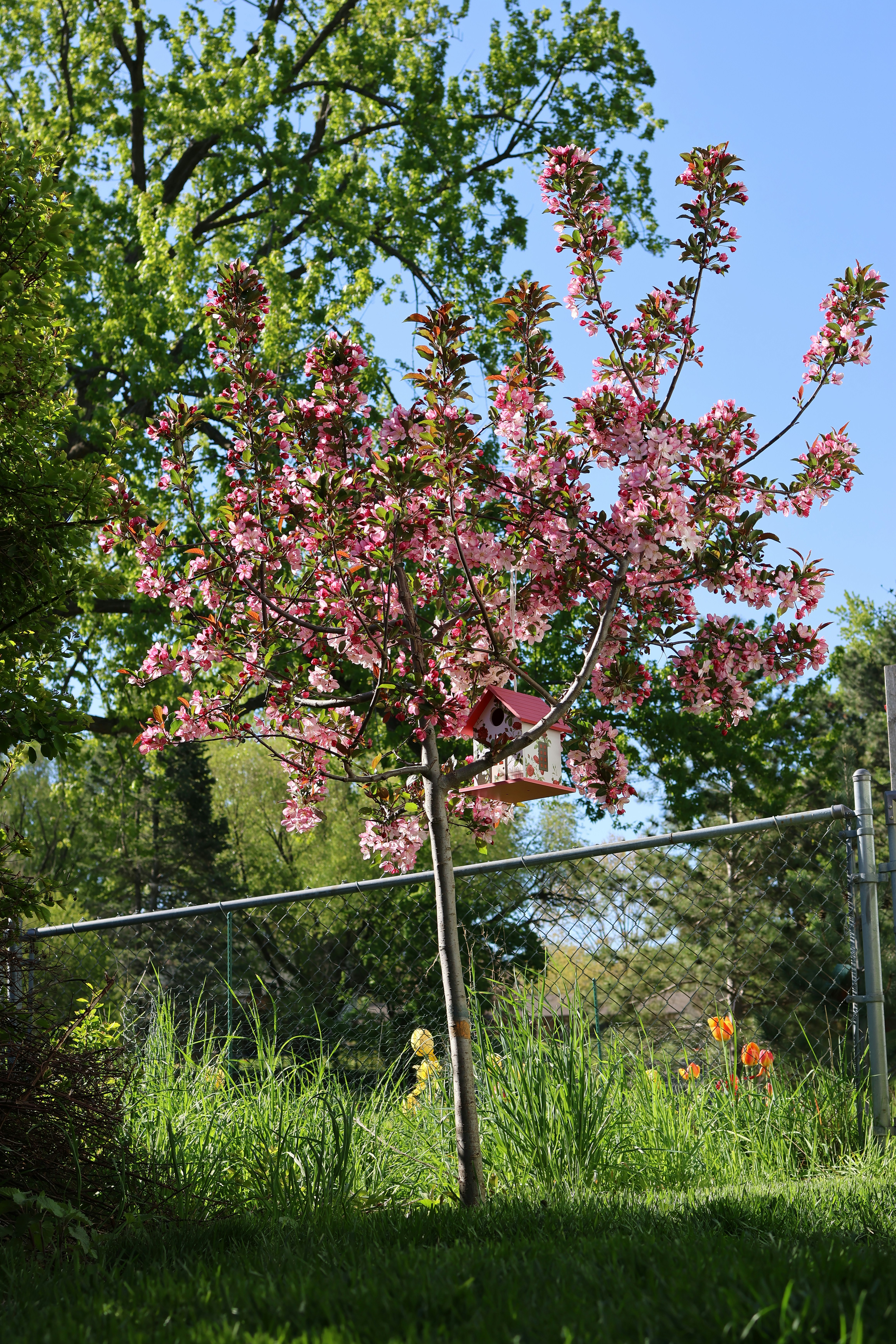 Blossoming Pink Tree against a Clear Spring Sky