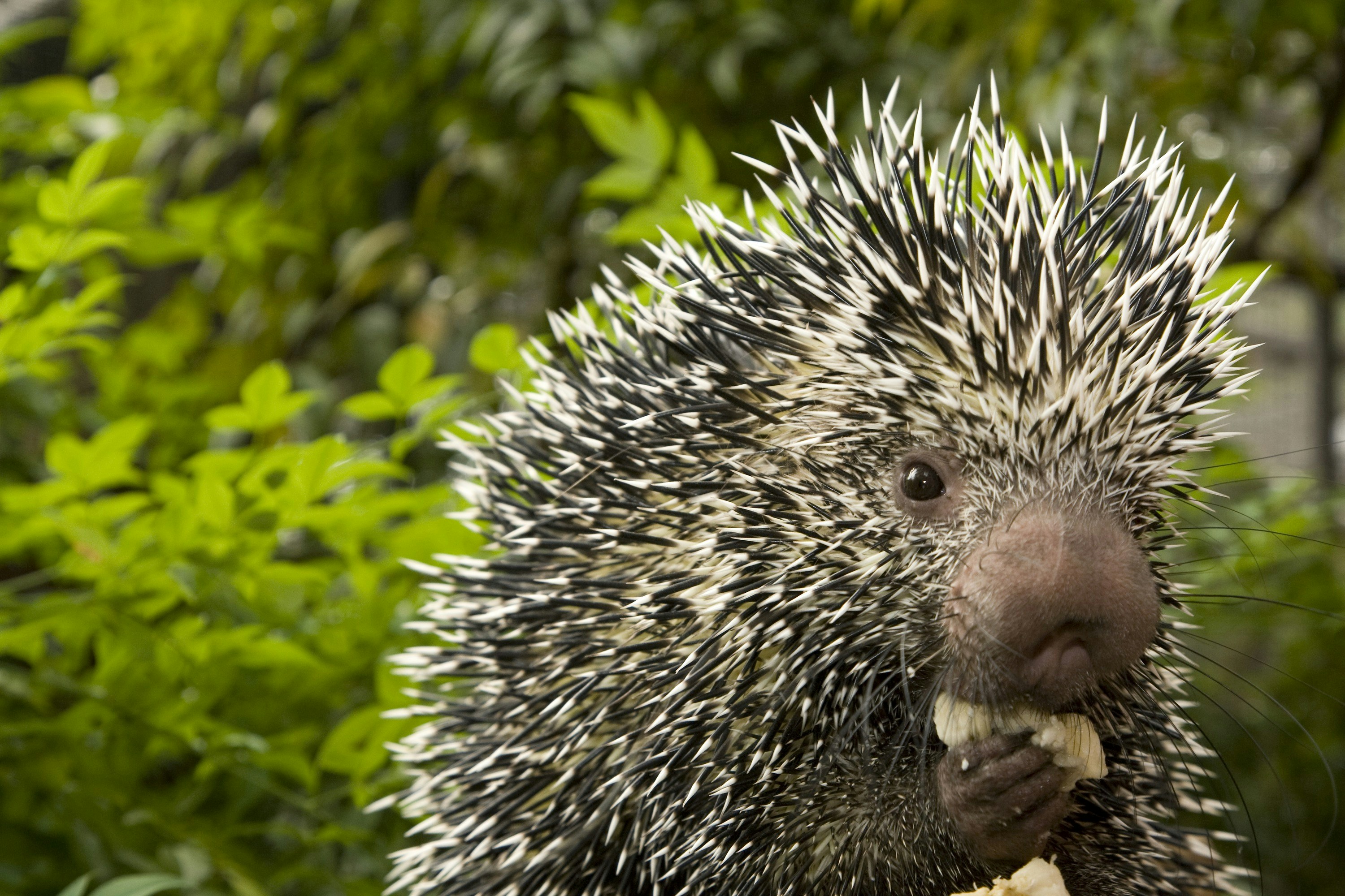 Spiky Delicacy: A Hedgehog Nibbles Beneath Sunlit Greens