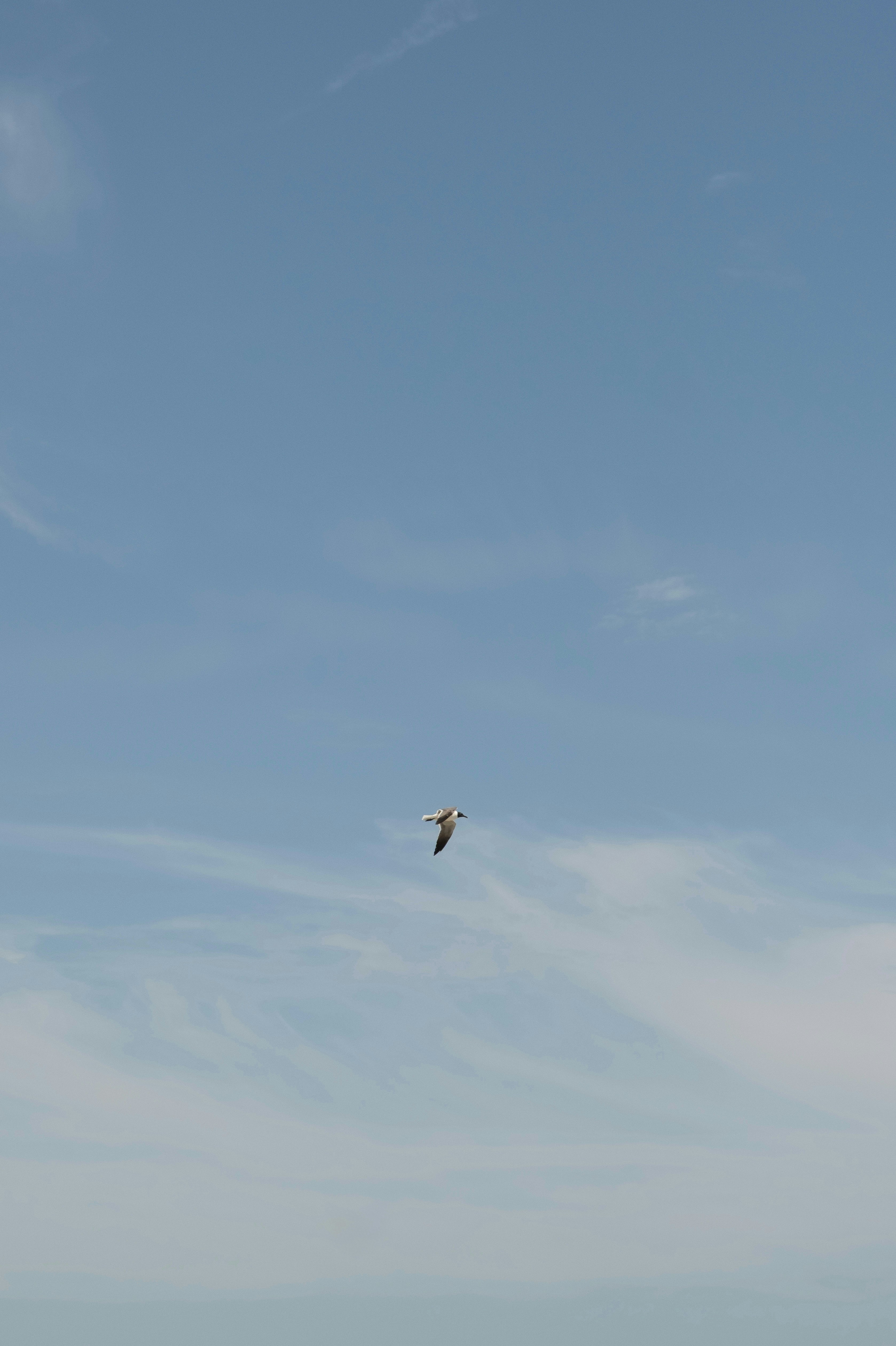 A solitary seabird traces a quiet arc across a soft blue sky