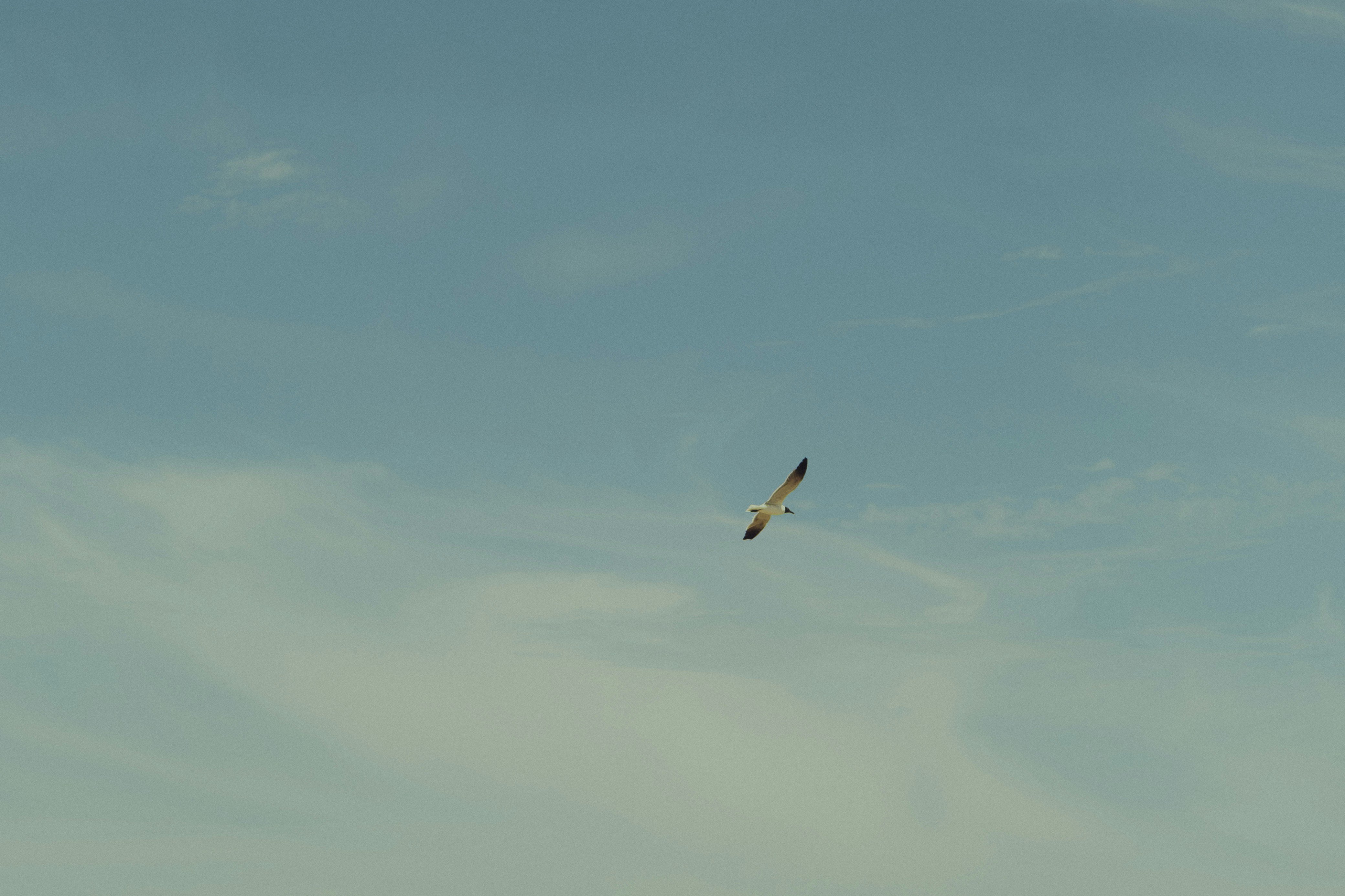 Solo Seeker: A Seagull Traverses the Wide Sky