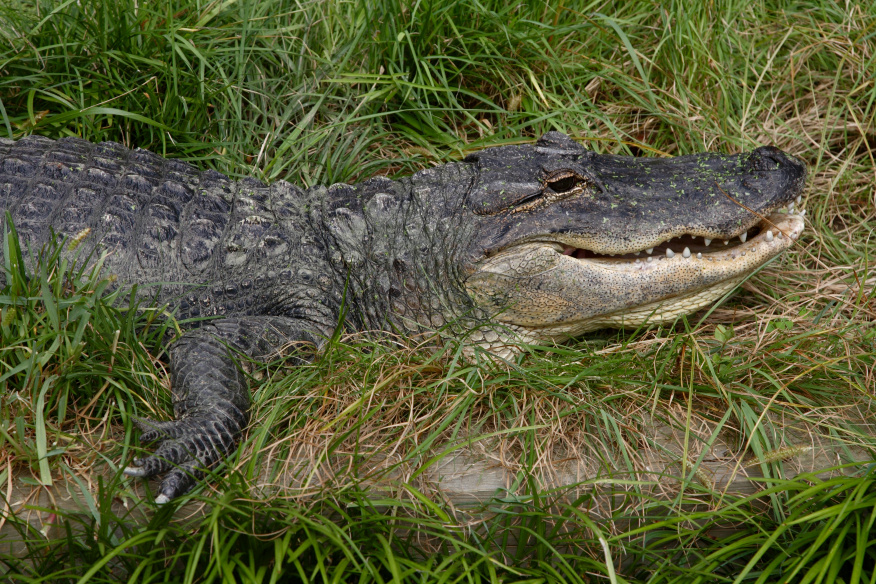 Sun-warmed Alligator Resting in Riverbank Grass