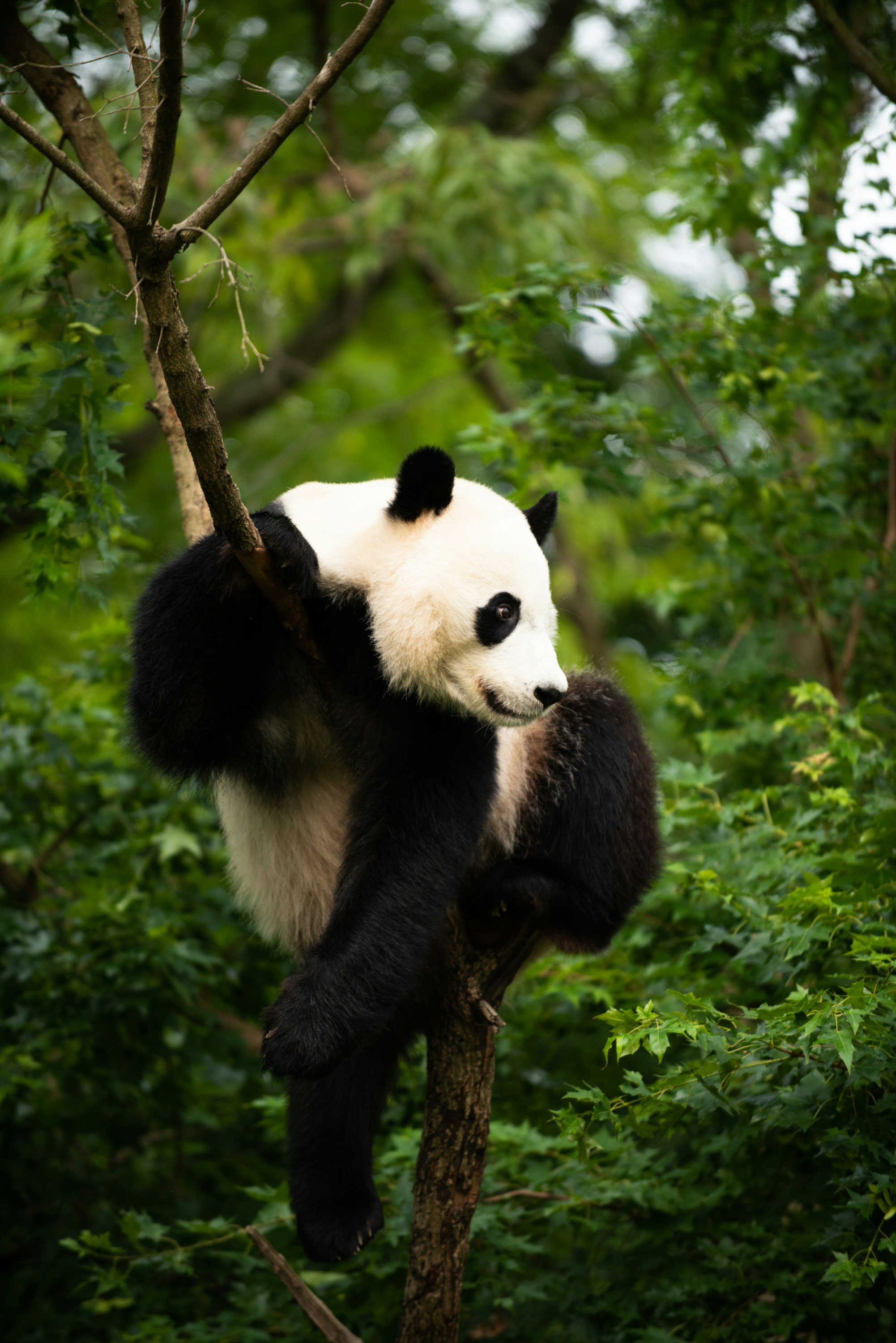 Panda Perch: A Quiet Moment in the Green Canopy