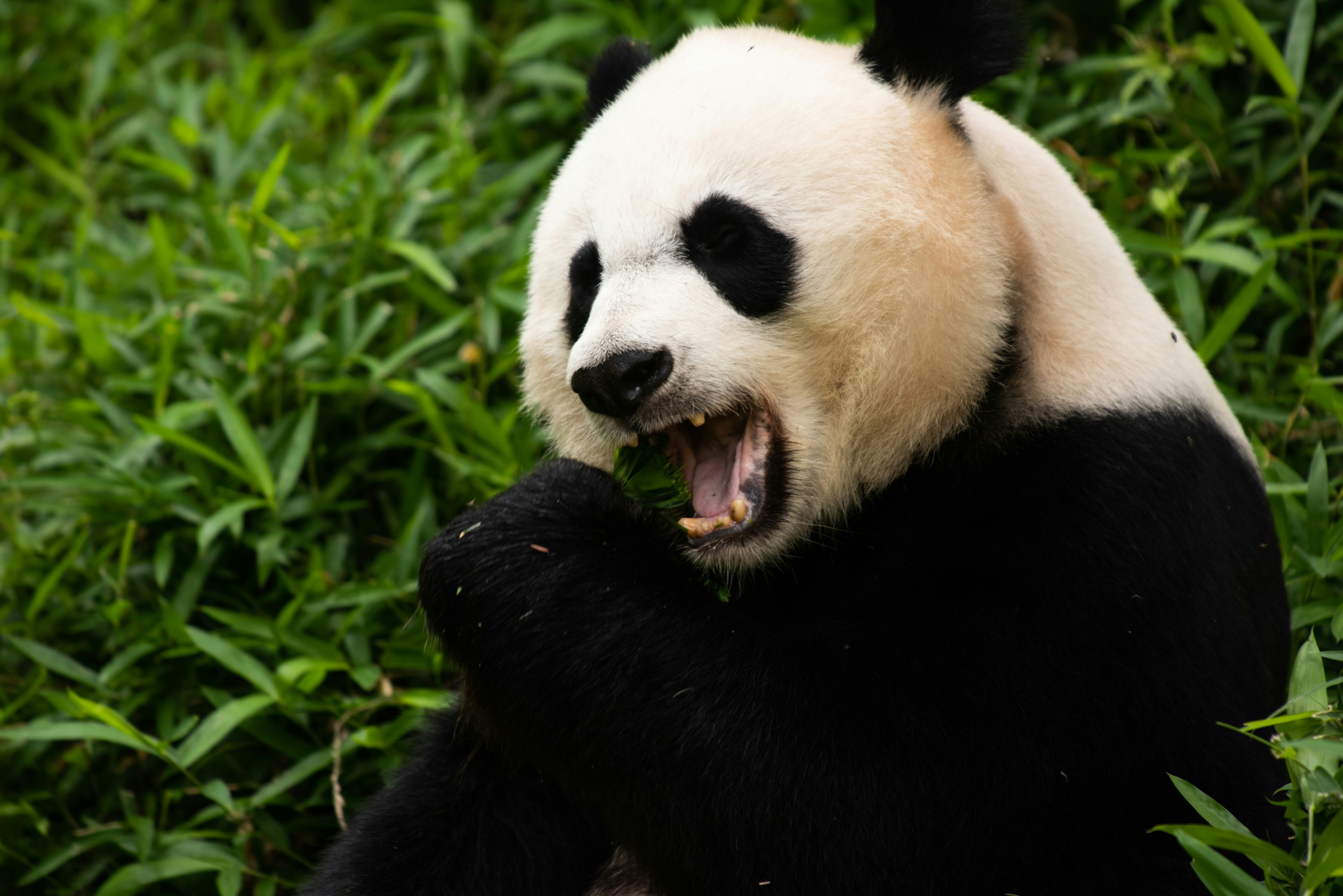 Panda in mid-roar among bamboo