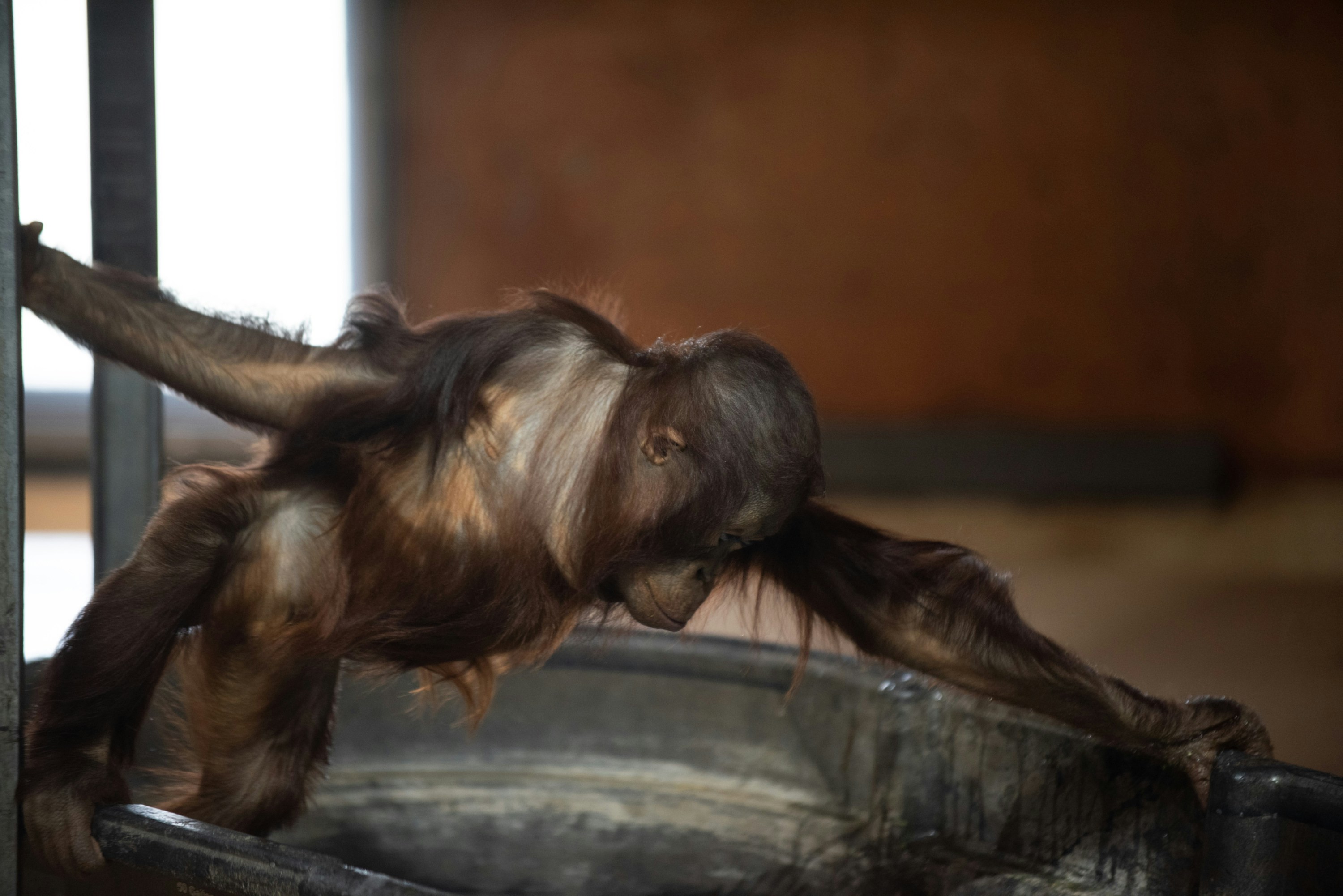 Stretching Reach: A Capuchin in Active Feed Window