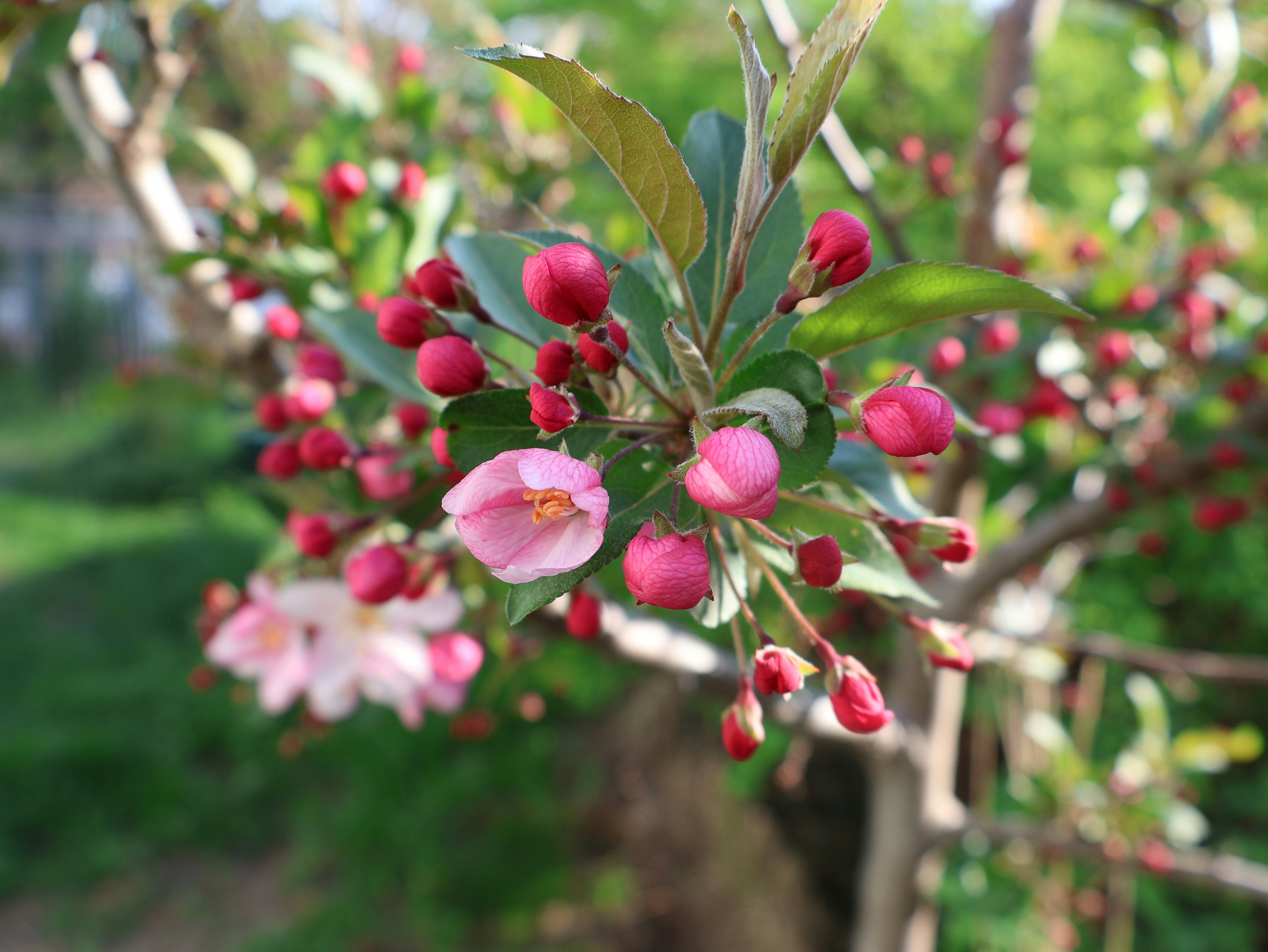 Pink Blooms in Early Spring Favor the Soft Focus