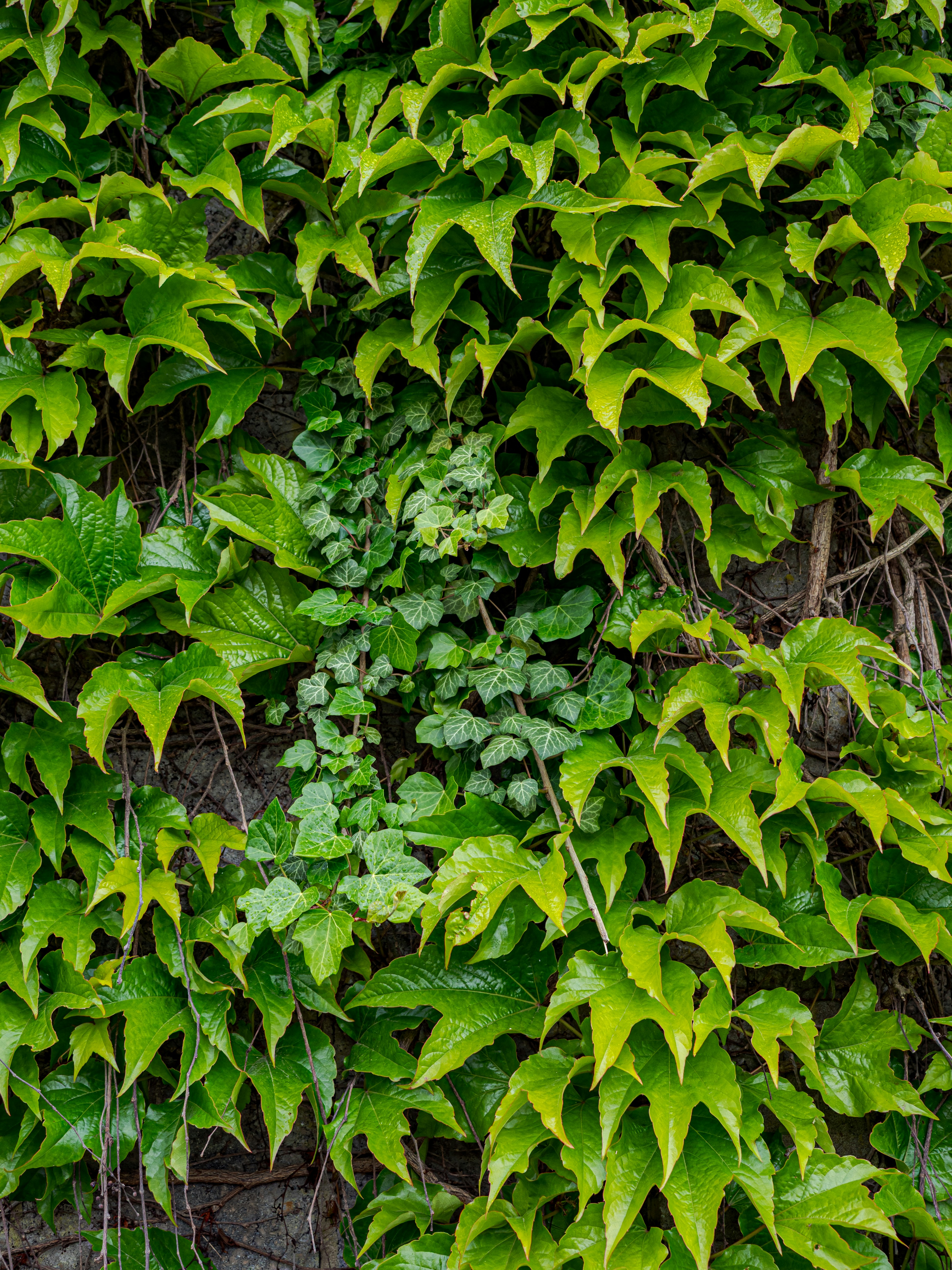 Emerald Veil: Ivy Carpets the Wall in Lush Green Corridors