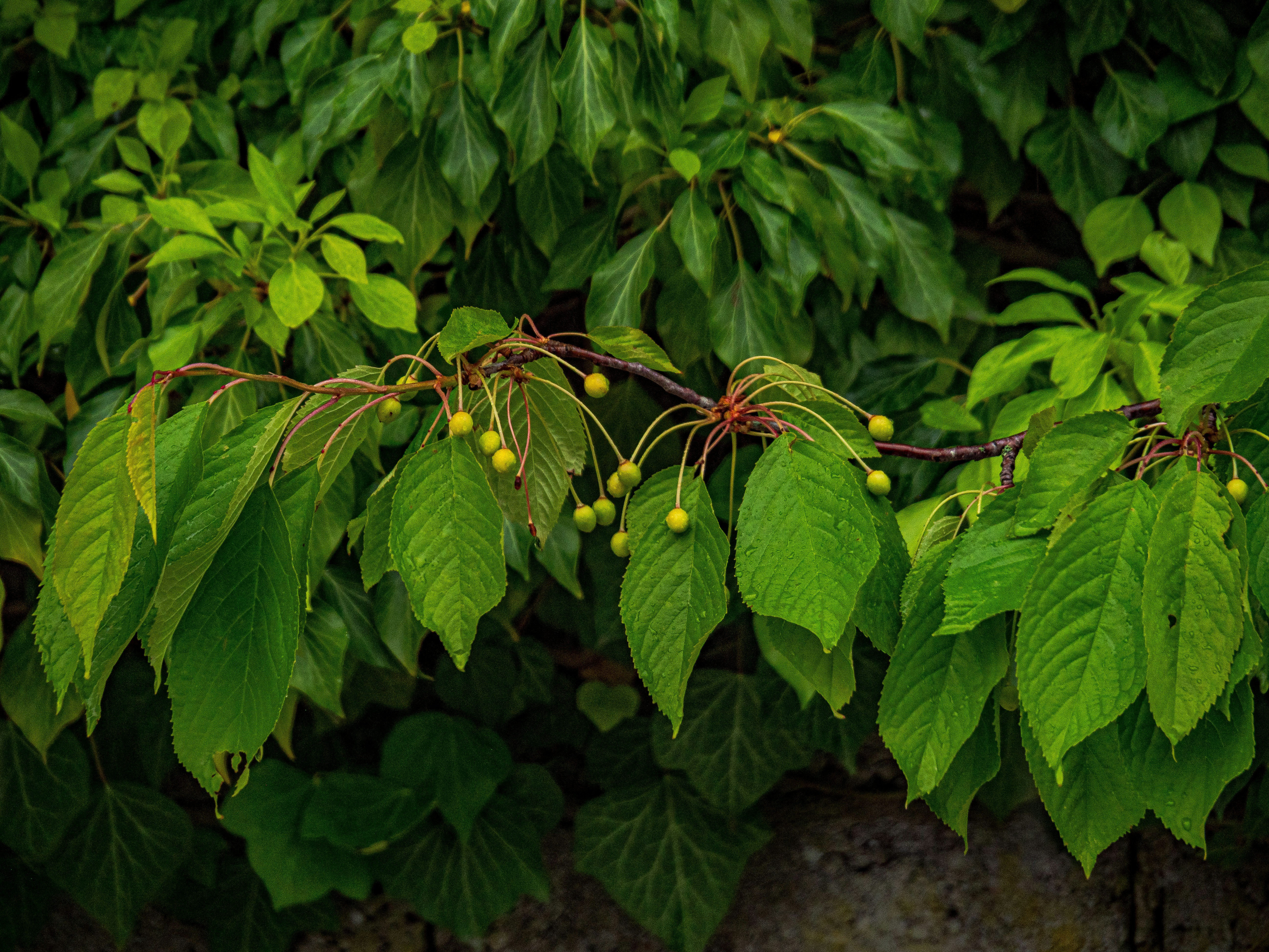 Vivid Green Arcing Vines with Tiny Yellow Berries