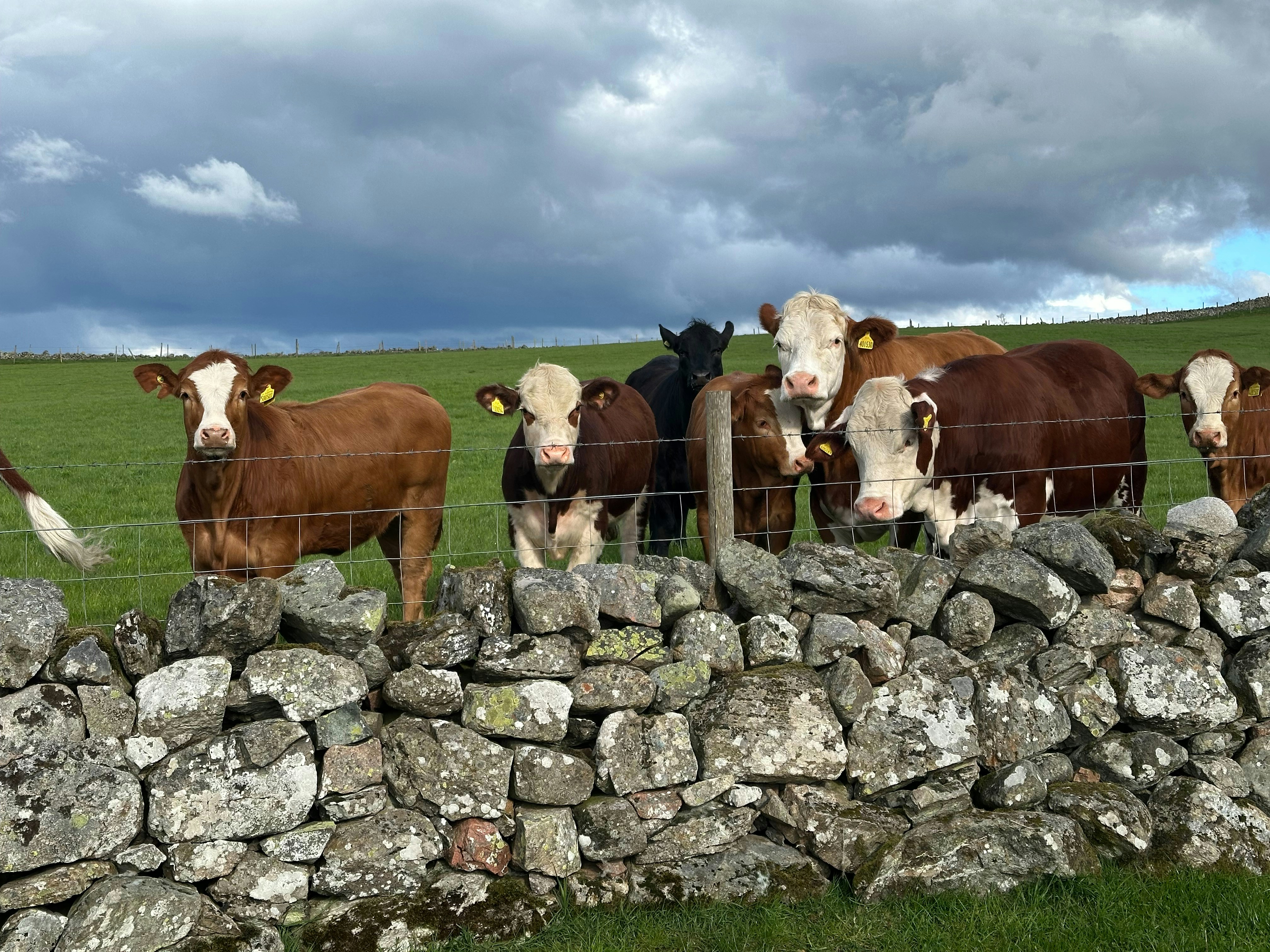 Pasture Portrait: A Curious Herd at the Stone Wall