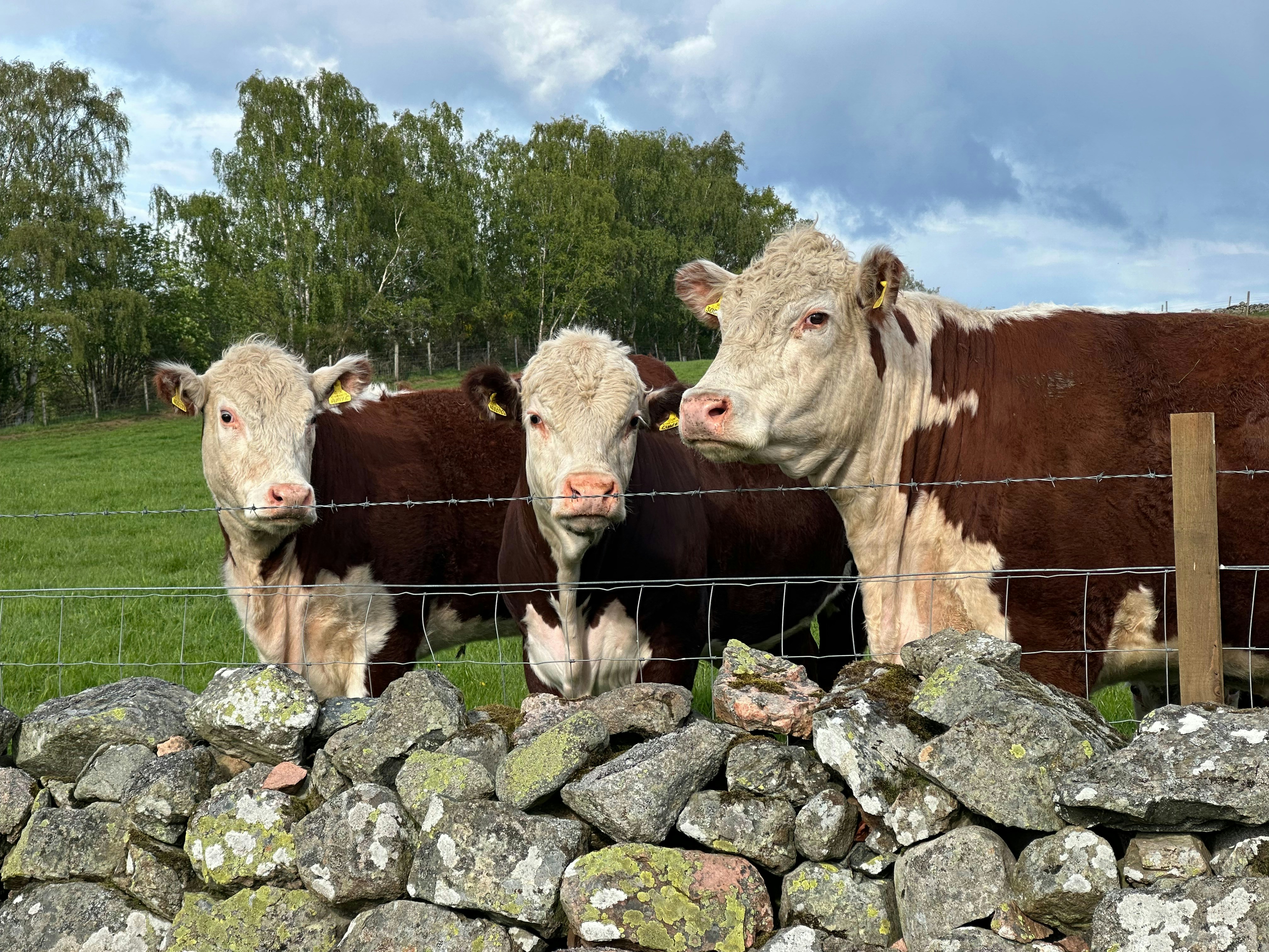 Three curious cows over a mossy stone wall