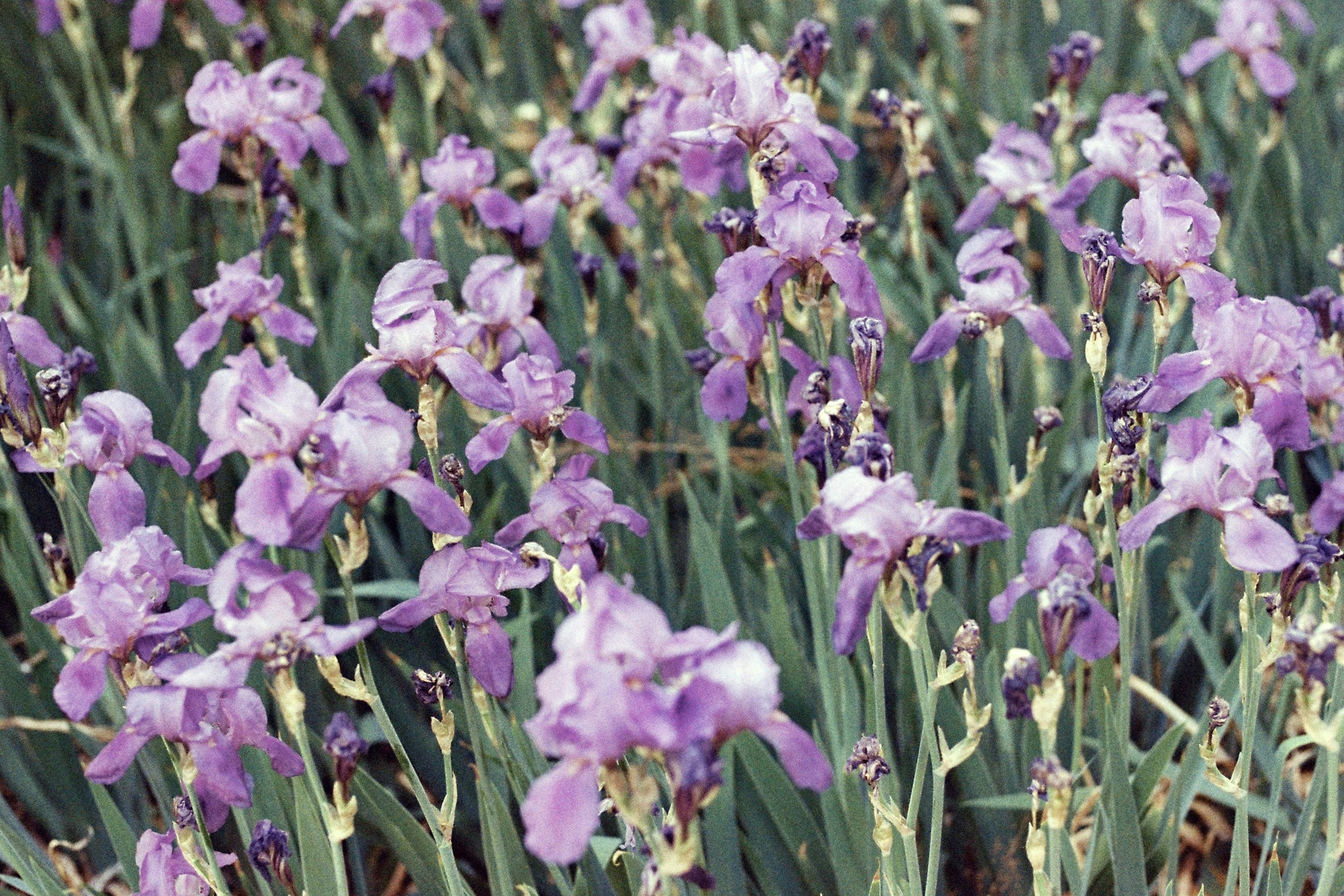 Lavender Iris Meadow: Close-Cropped Blooms in Sunlit Field