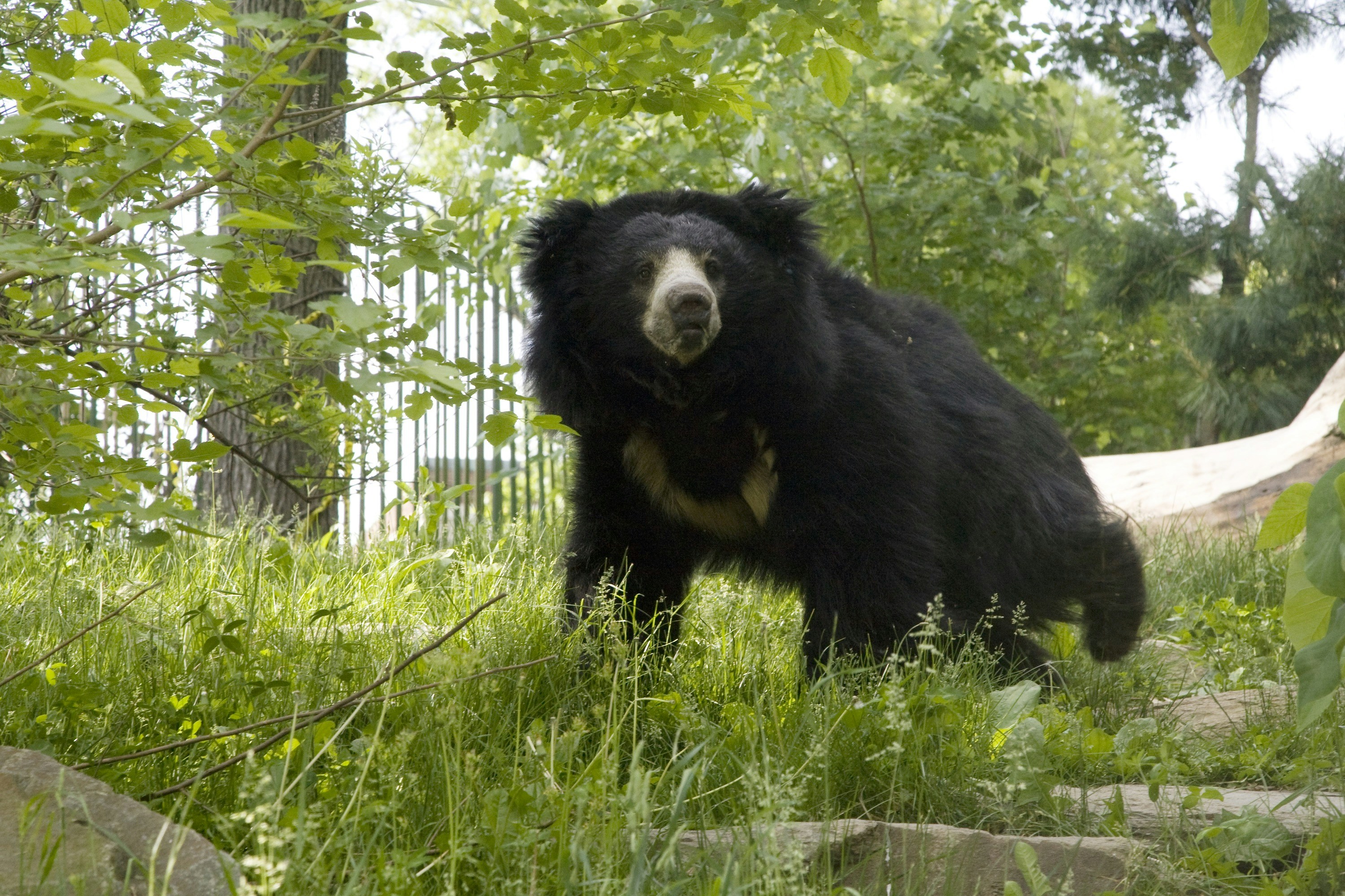Cautious Forest Stance: Black Bear Emerges from the Green Corridor