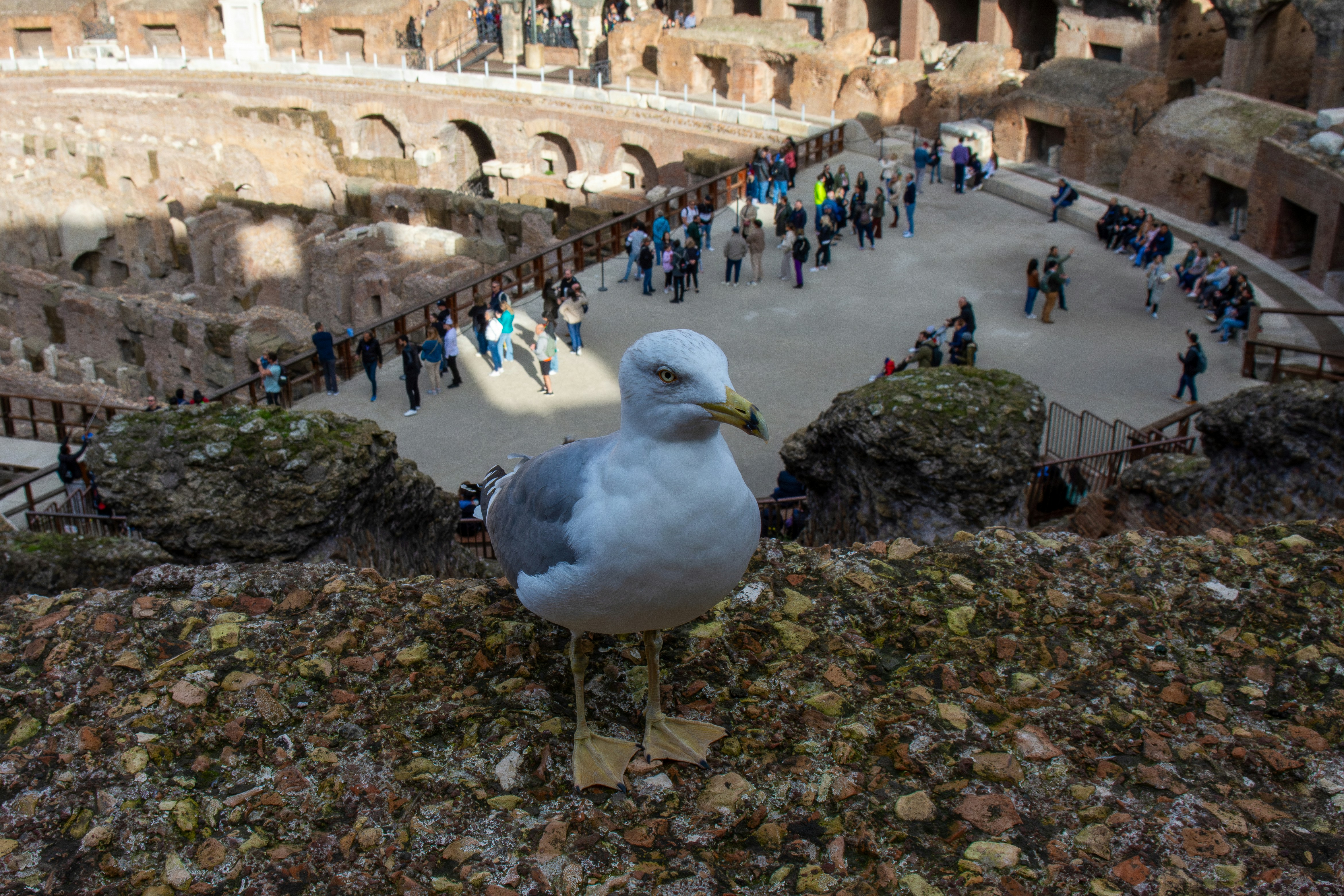 Seagull Sentinel Over the Colosseum Terrace