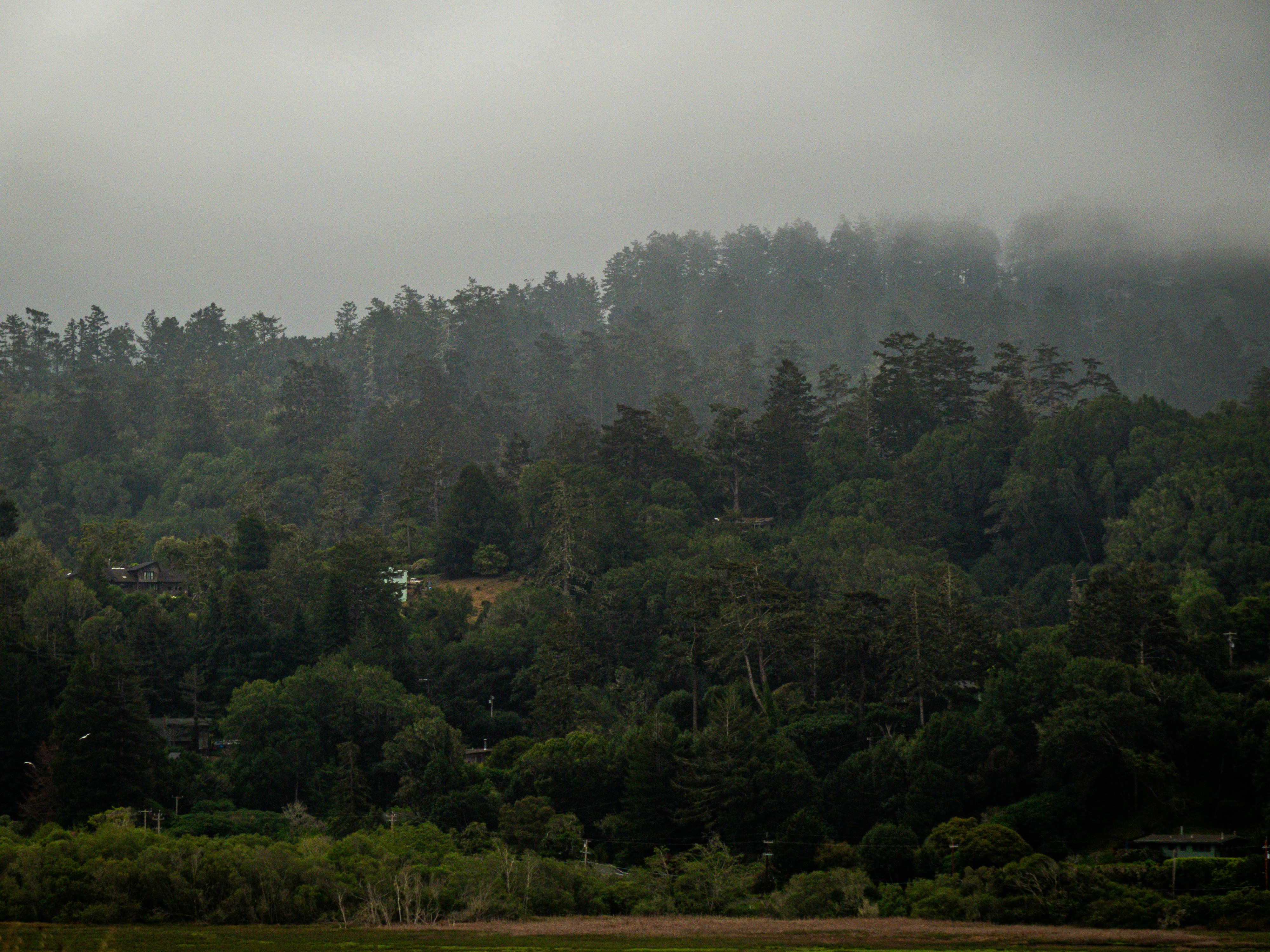 Mist-Laden Ridge: Pine Forest Beneath a Low-Cloud Veil