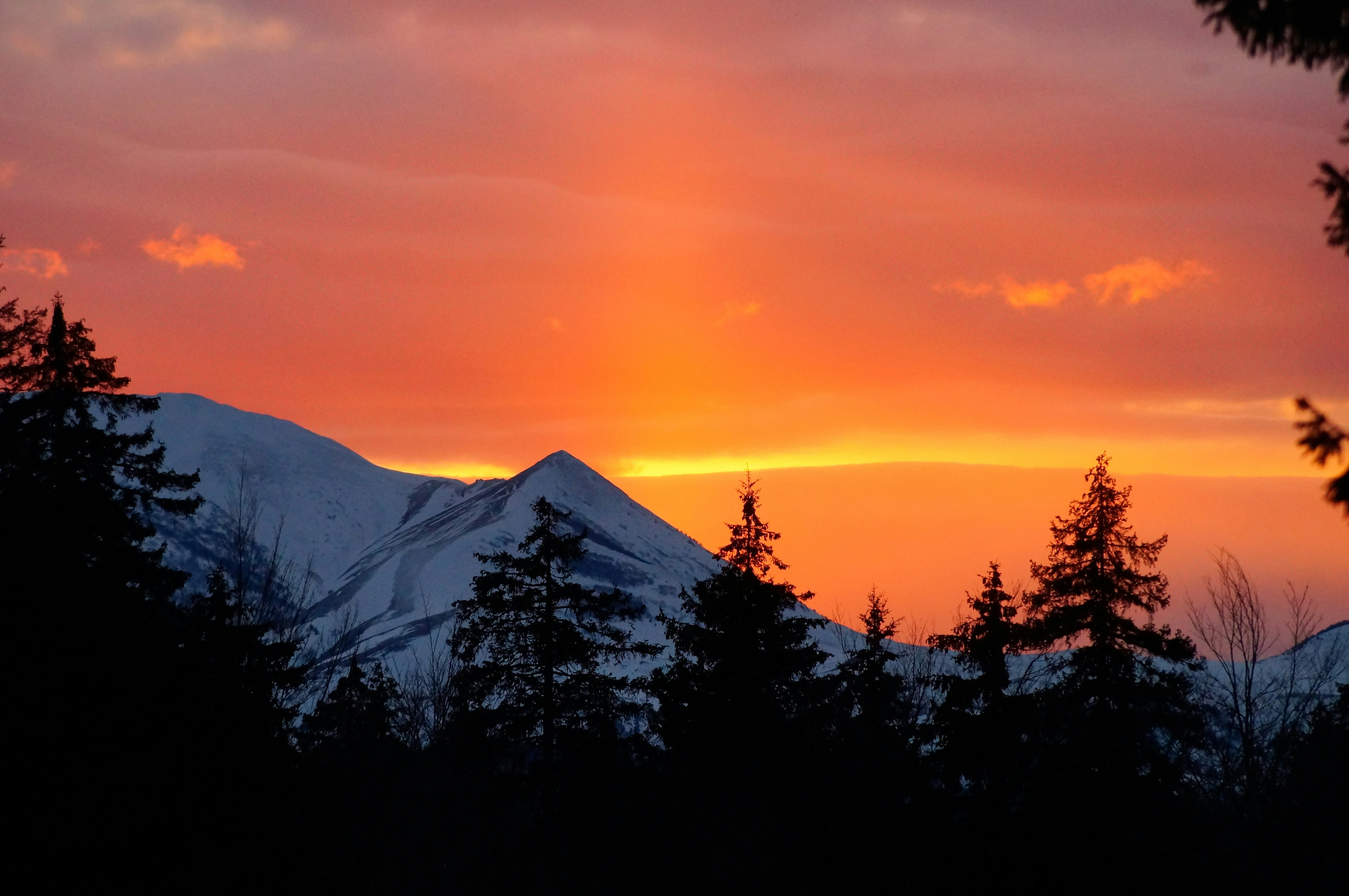Sunset Over Silhouetted Pines and Snow-Capped Peak