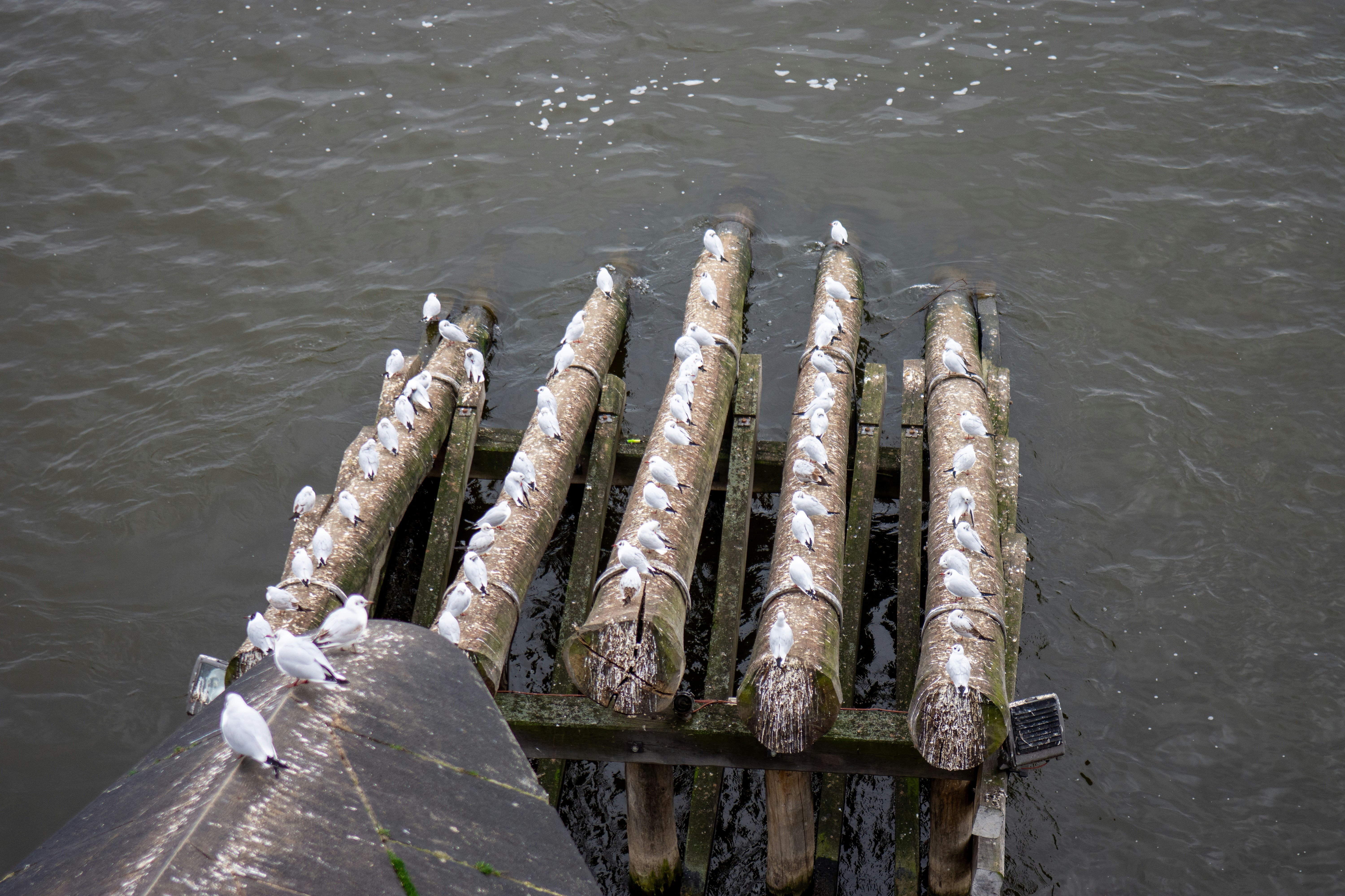 Weathered pilings and seagull-strewn dock extending into gray tides