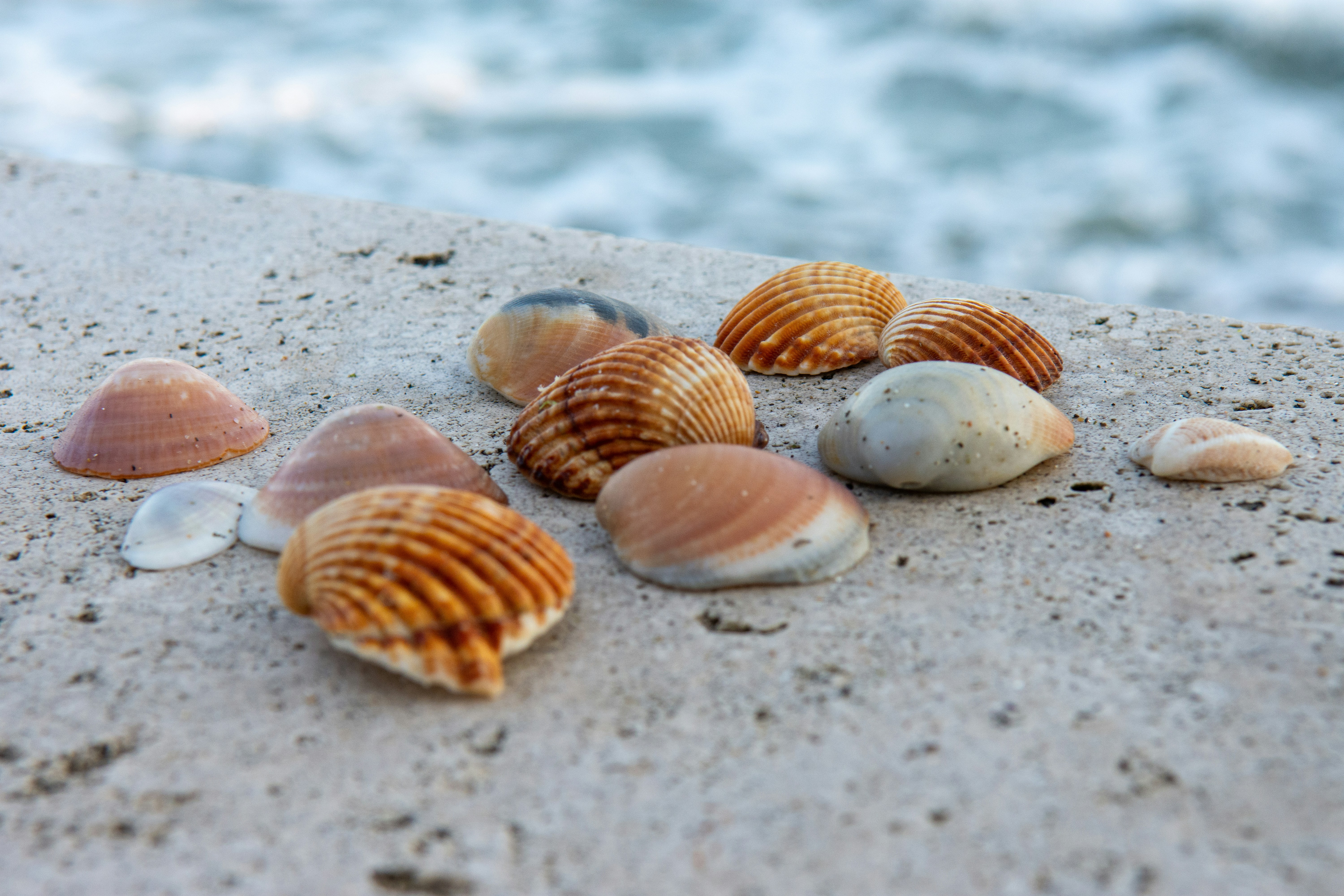 Shells at the Shore: Colorful Gallery on Sand