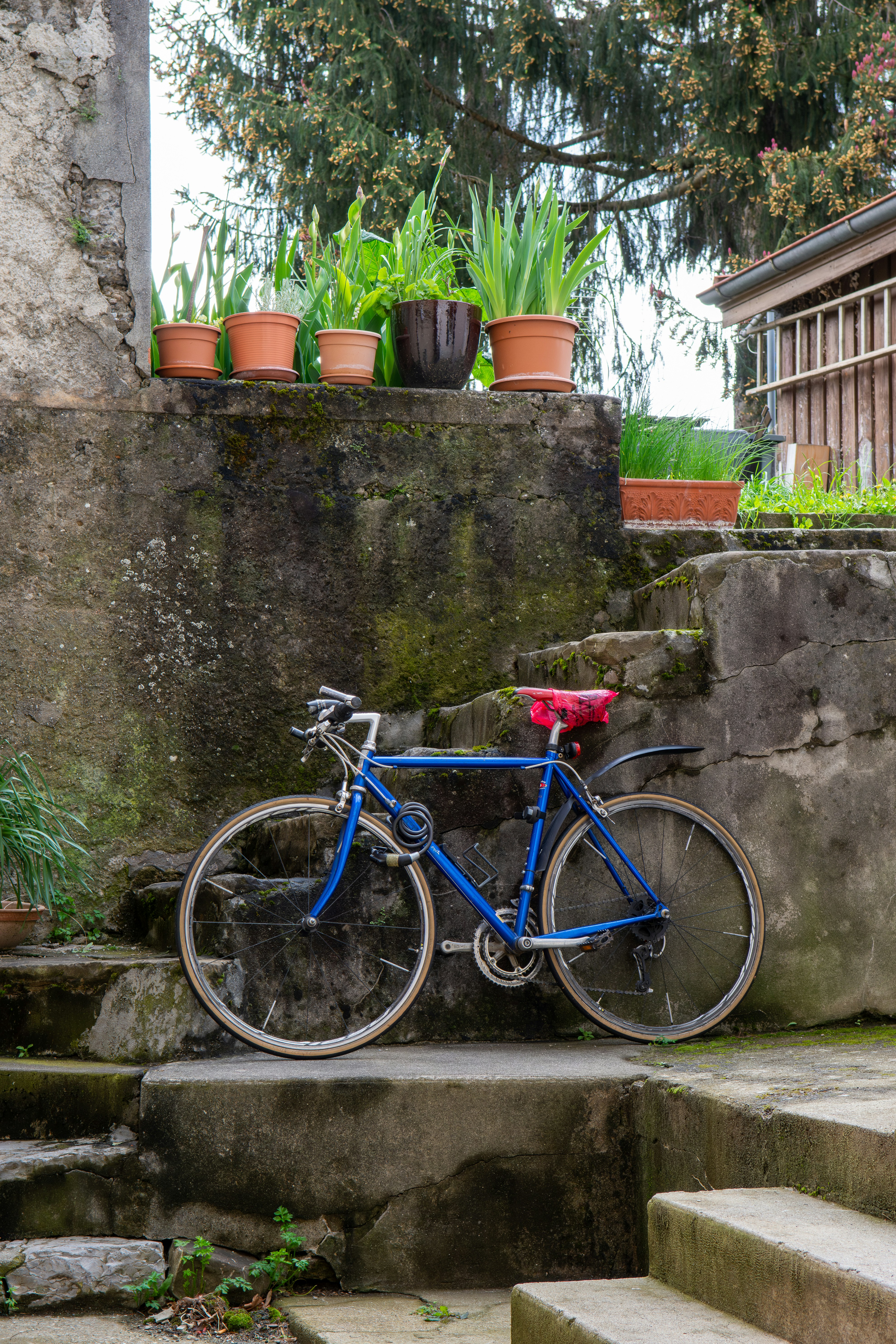 Blue bicycle resting on mossy stone steps beside a potted garden