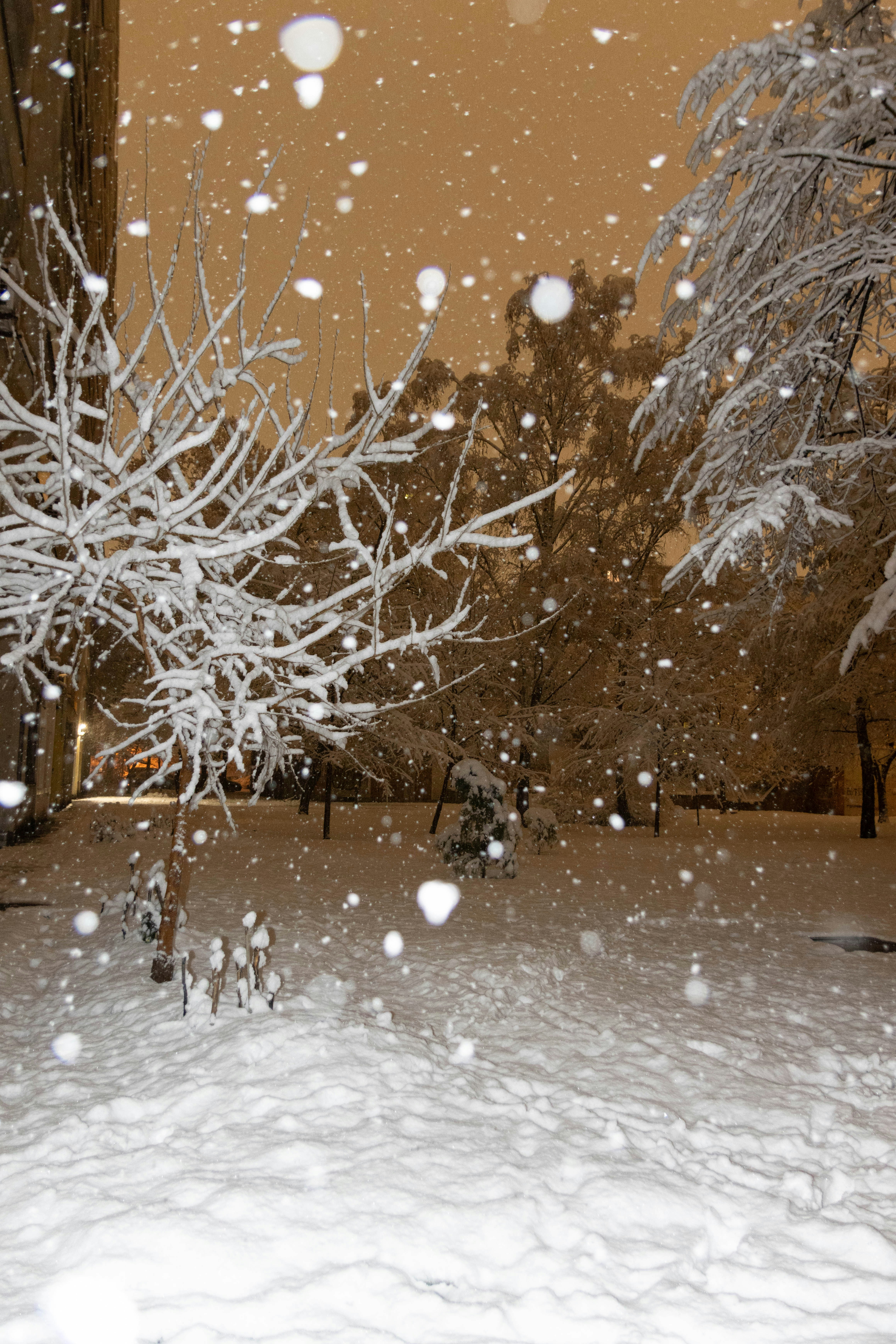 Silent Snowfall Over a Park at Night