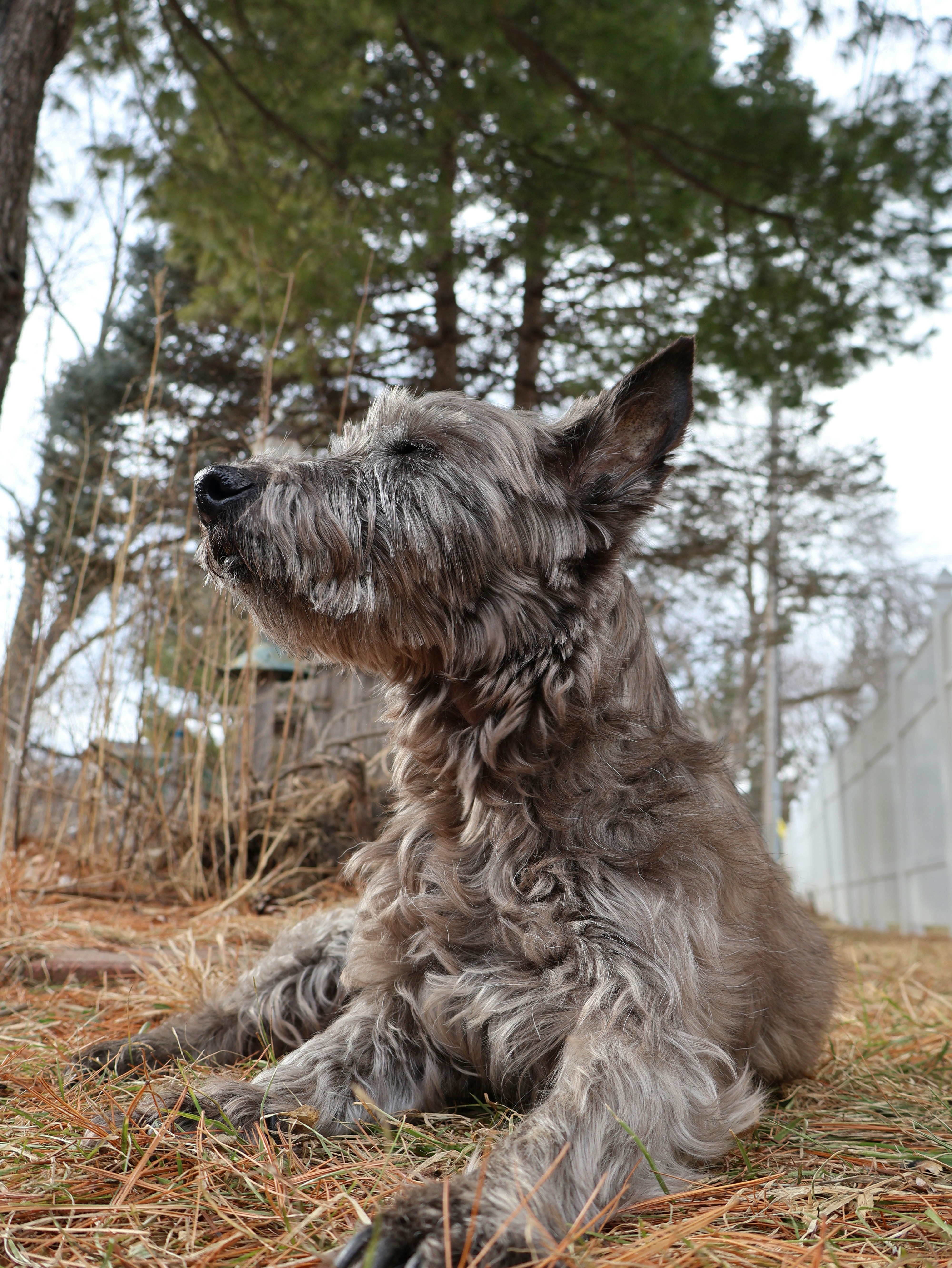 Cozy Cairn: A Bearded Pup Basking in Pine Needle Light