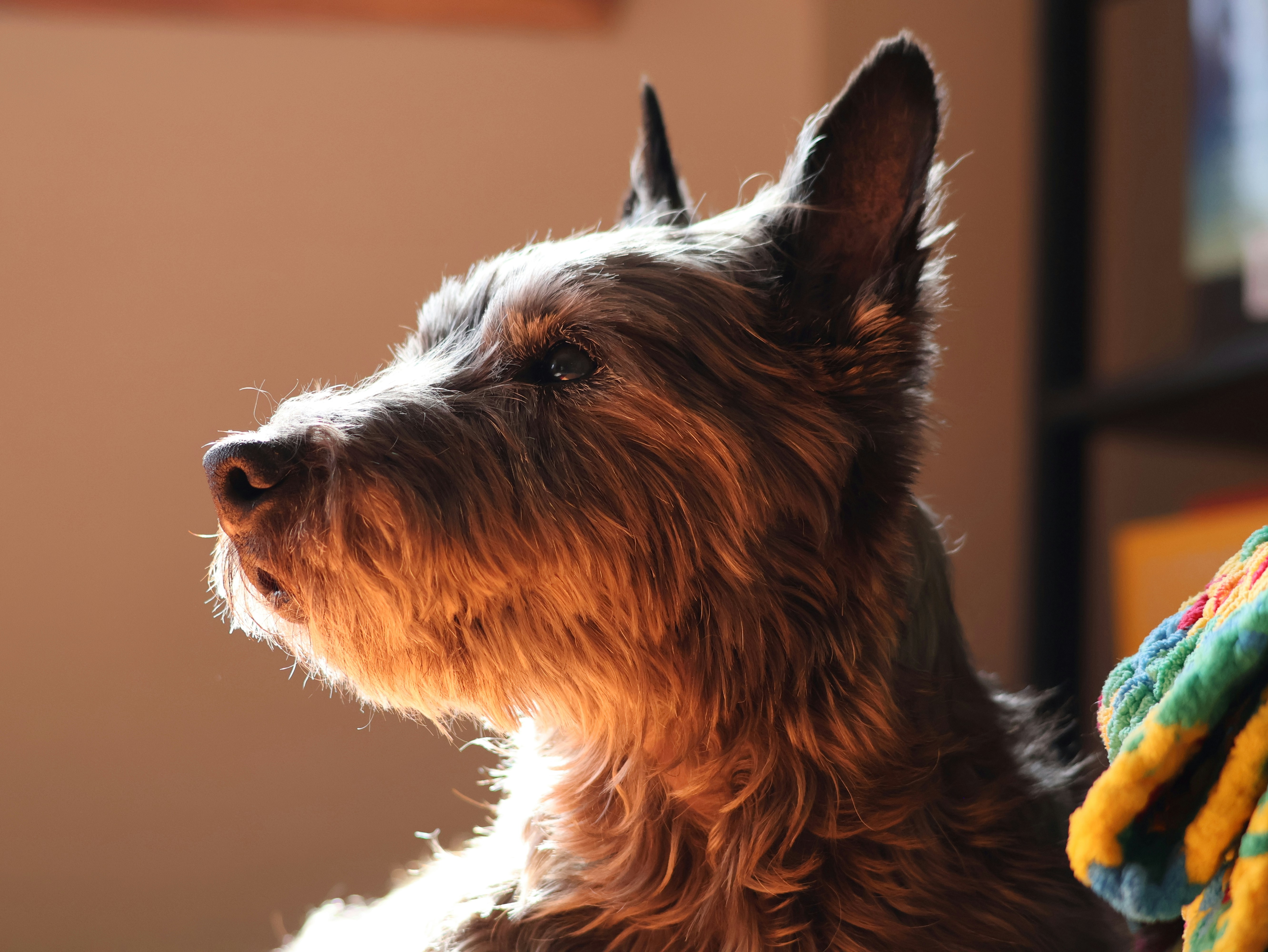 Side-Profile Canine Gaze in Warm Indoor Light
