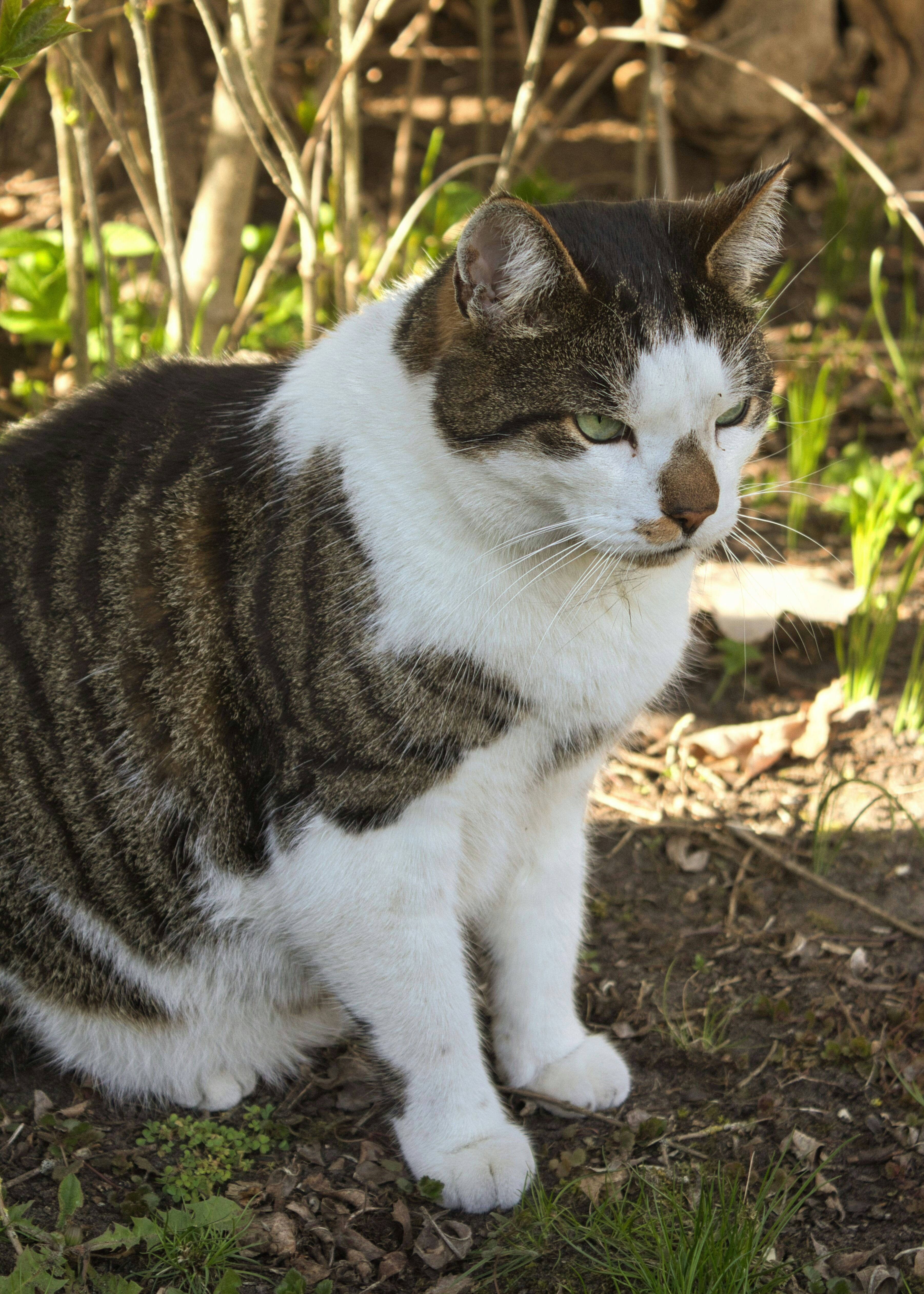 Sunlit Confidence: A Calm Cat Amid Garden Drowsiness