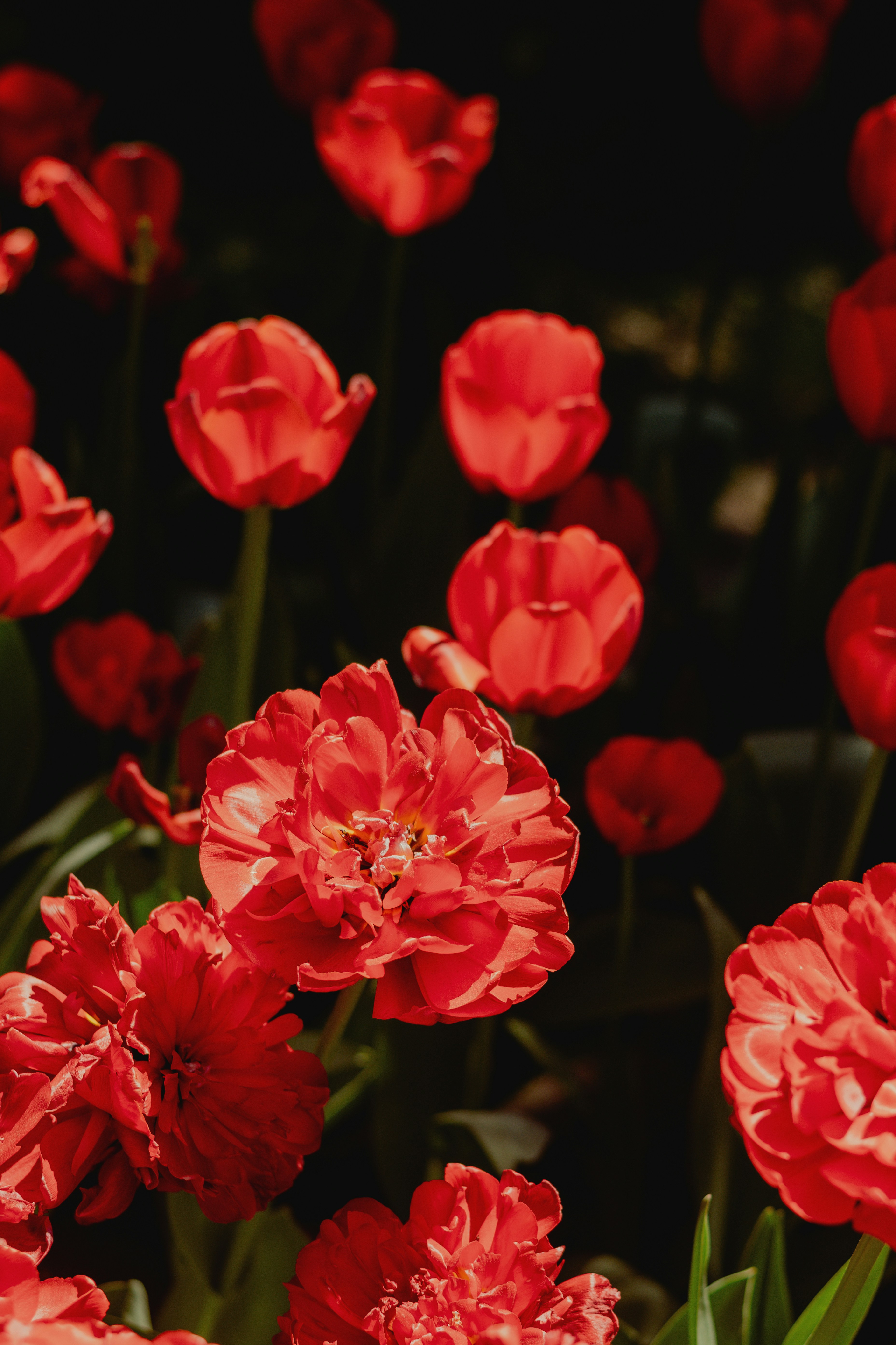 A close-up of vibrant red tulips in bloom. photo – Free Spring Image on ...