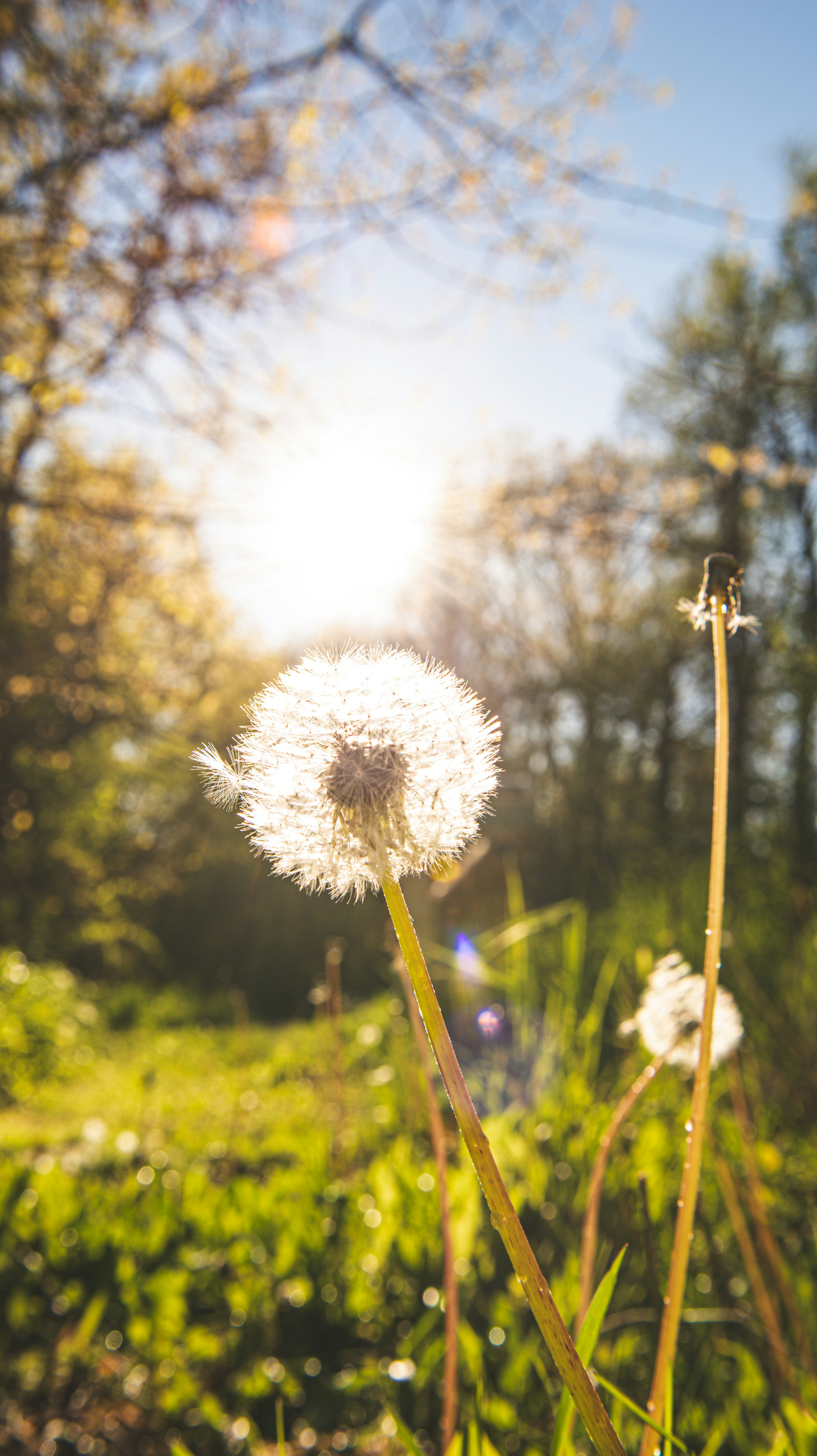 Backlit Dandelion in a Golden-Hour Field