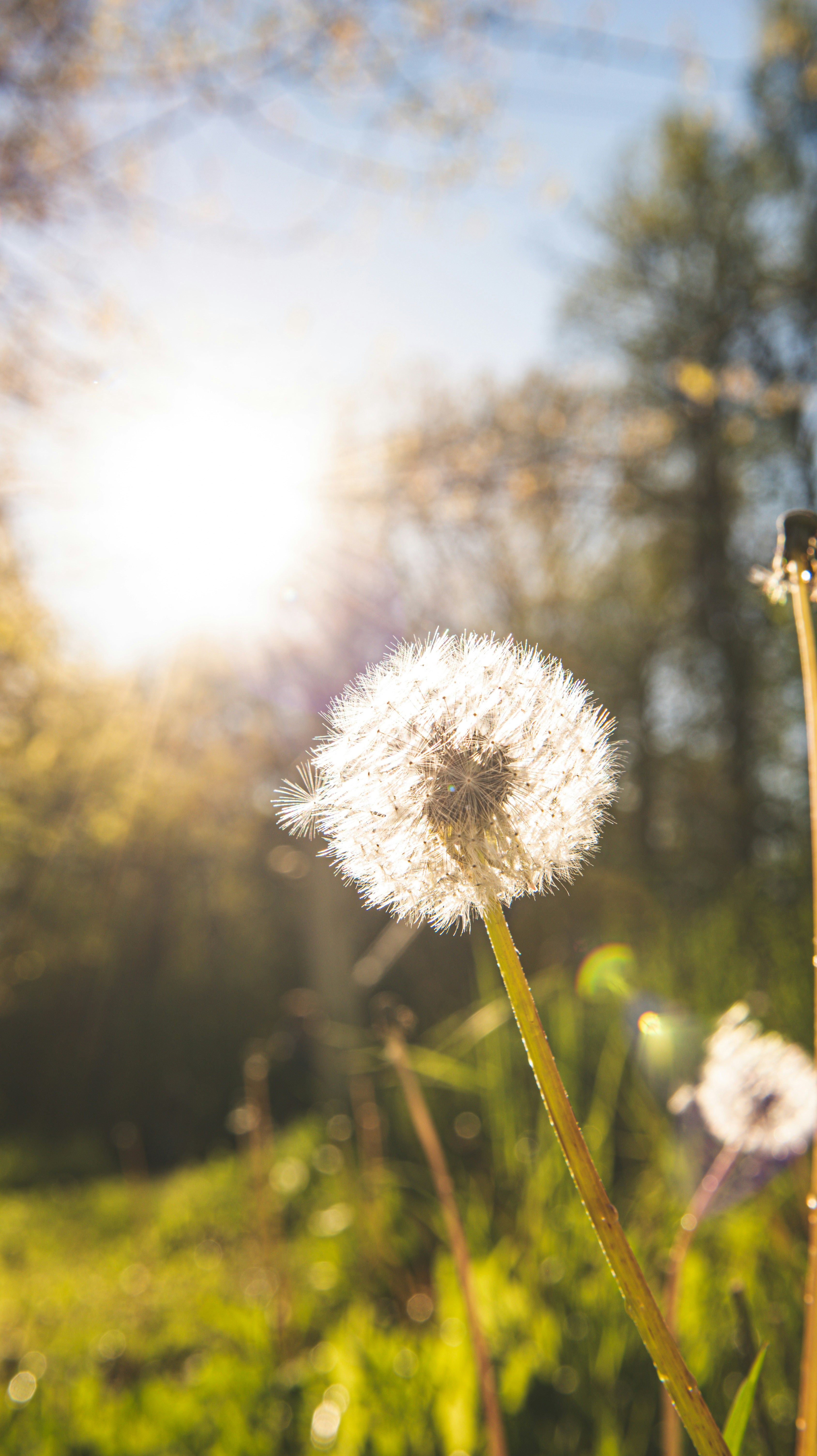 Backlit Dandelion in Sunlit Field