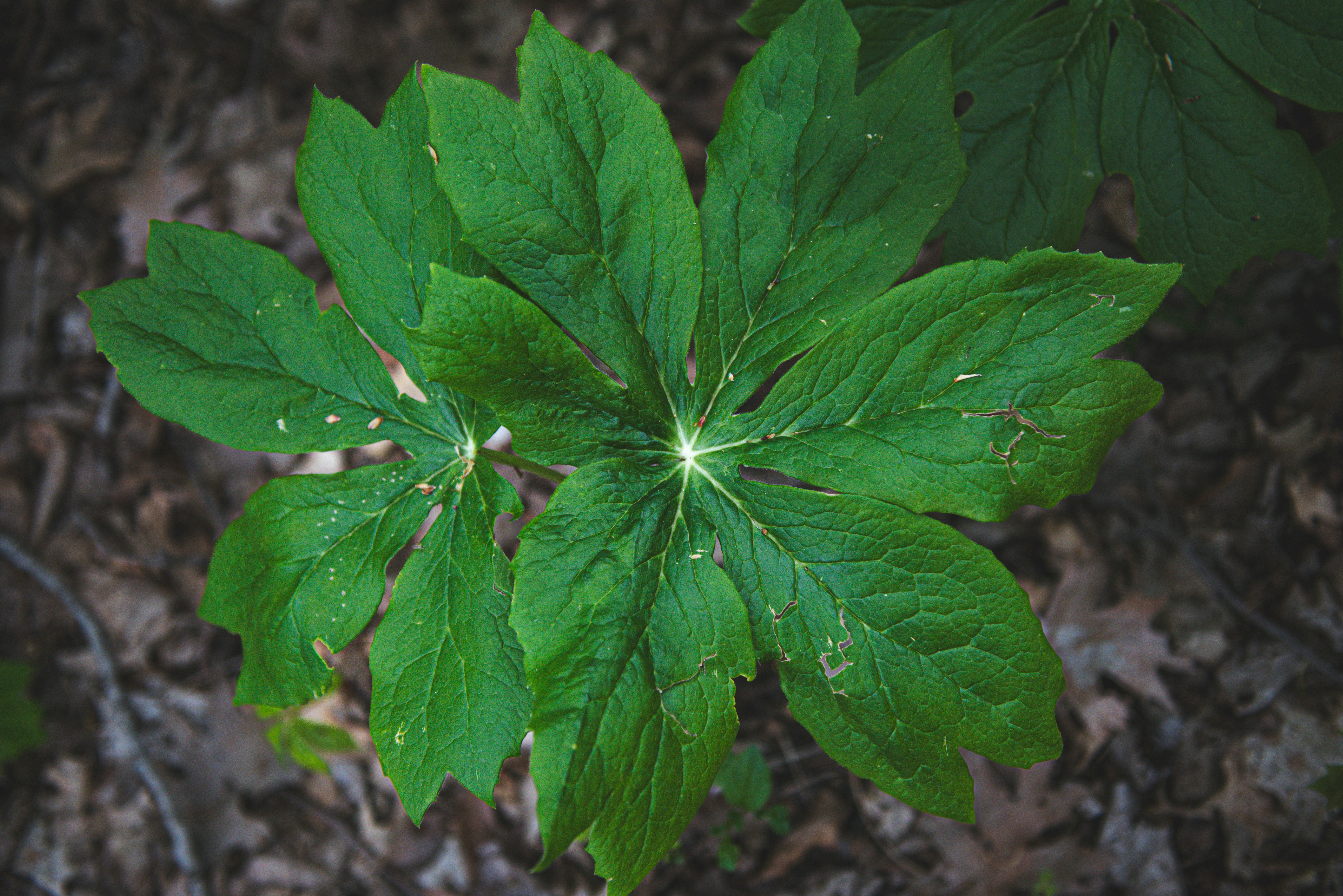Leaf in Focus: A Radial Vein Minute of Green