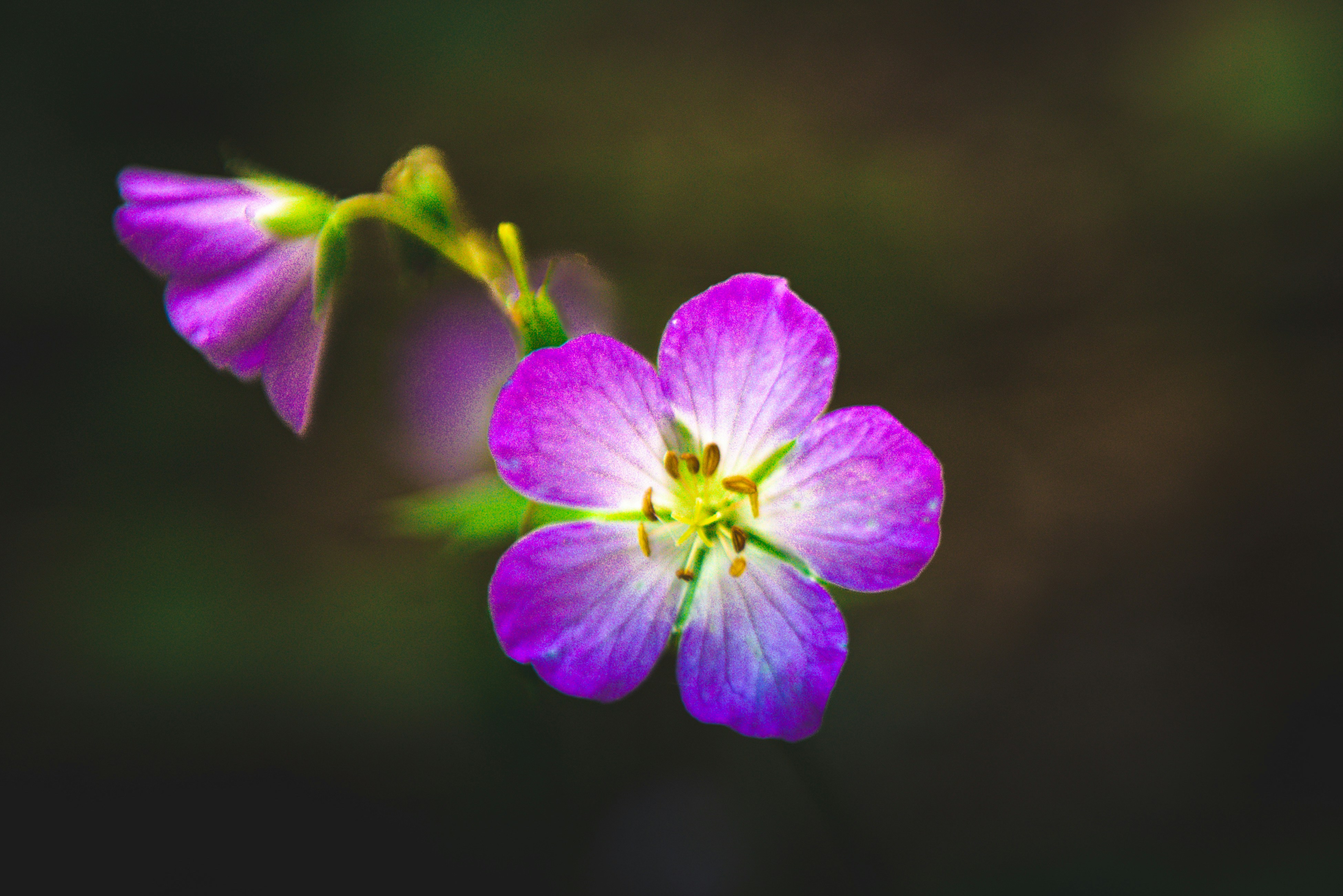 Whisper of Violet Petals in Focus