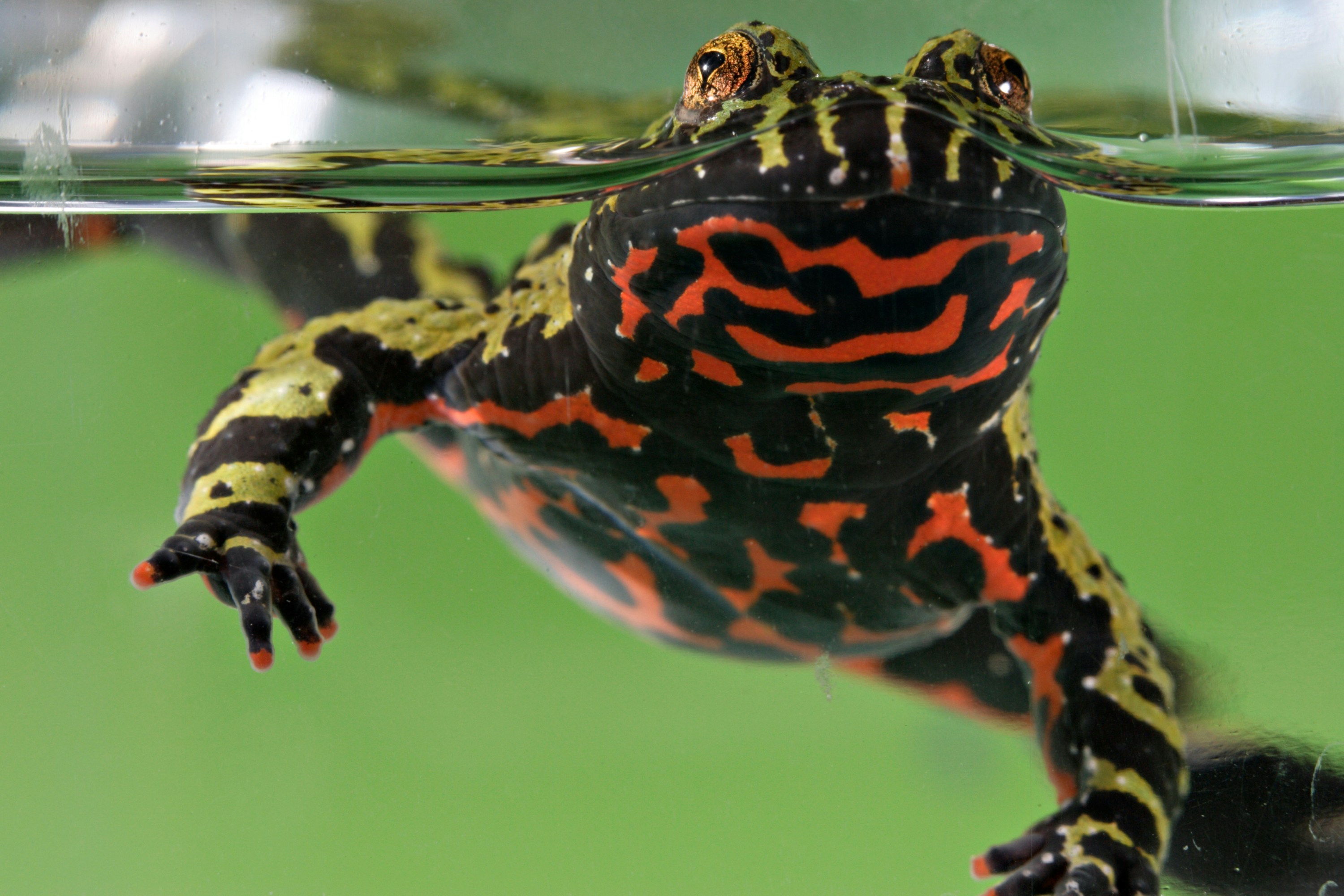 Underwater Stance: A Painted Fire Salamander Reaches Forward