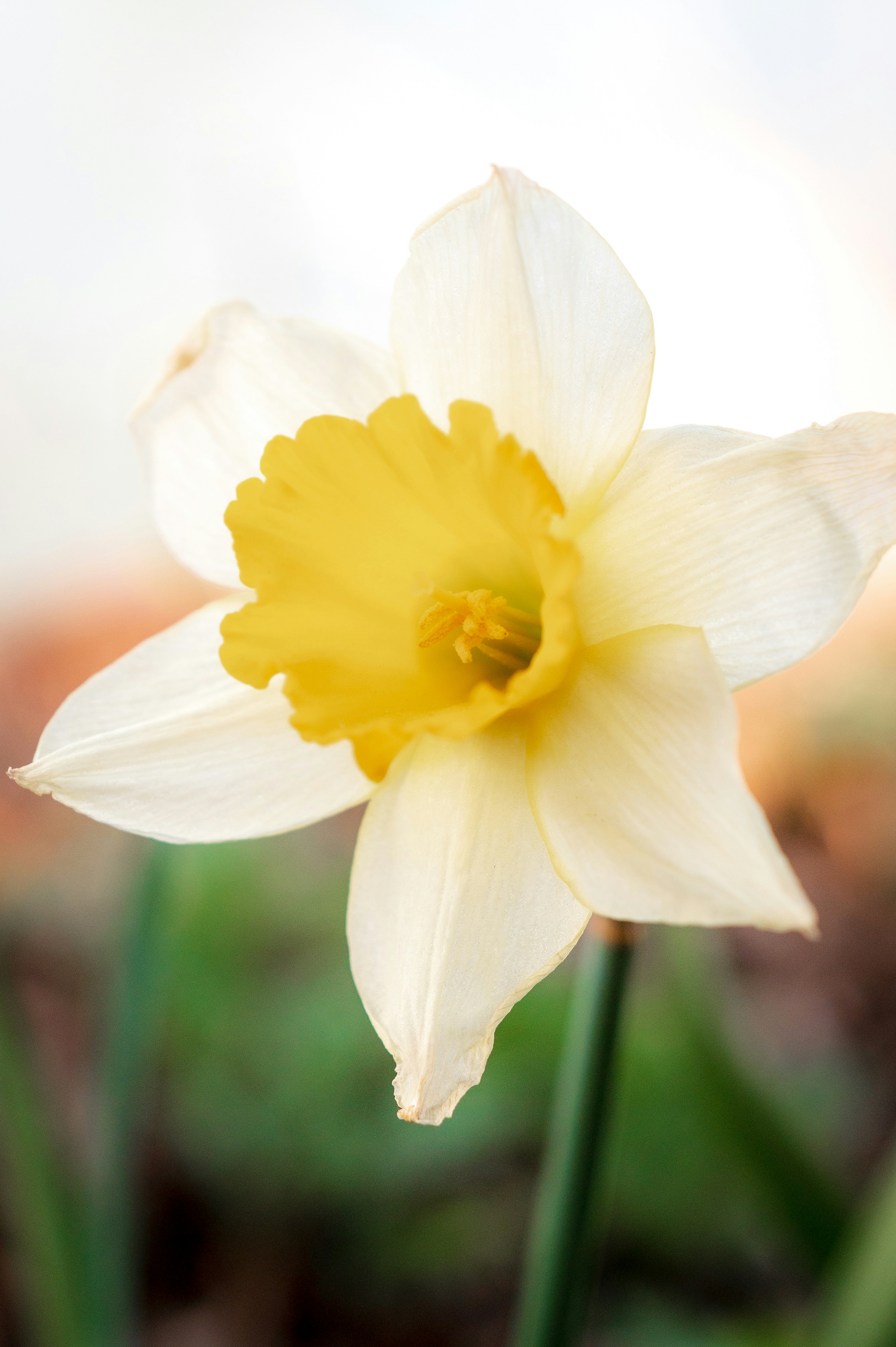 Soft Focus Nectar: A Daffodil in Clear Morning Light