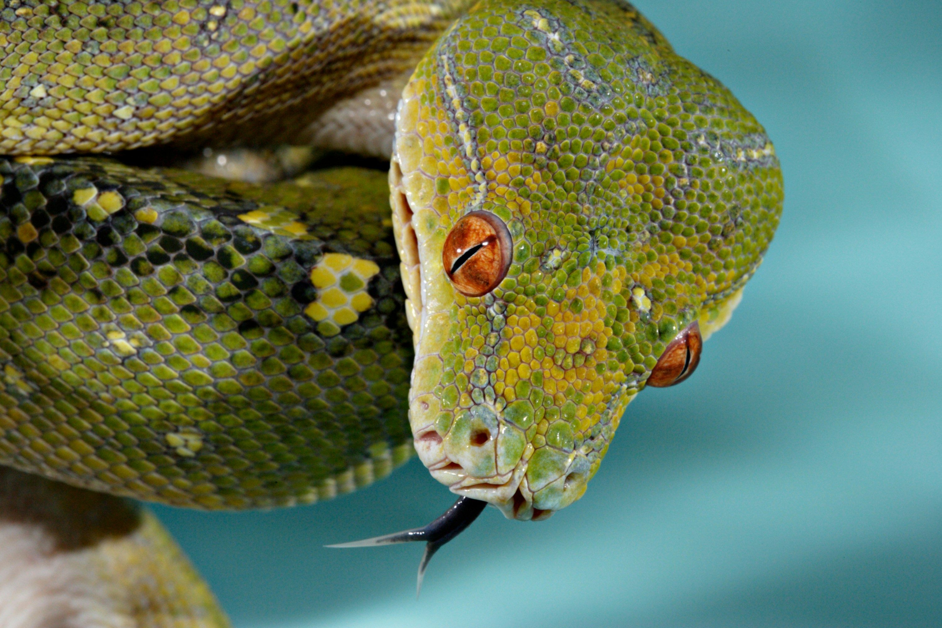 Close-Up of a Green Pit Viper: Amber Eyes and Venomous Finesse