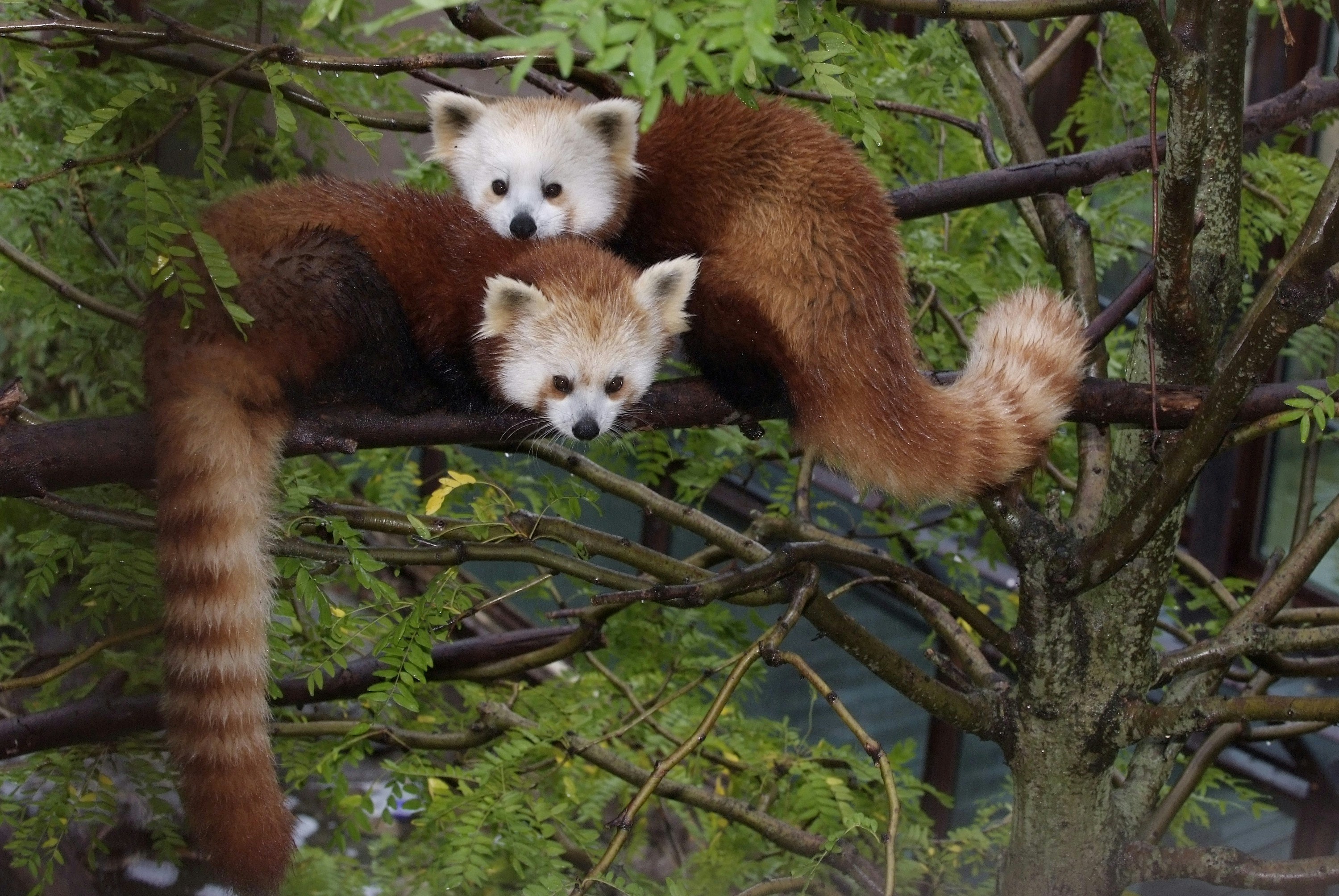 Twin Red Pandas Rest Among Green Lattice of Branches