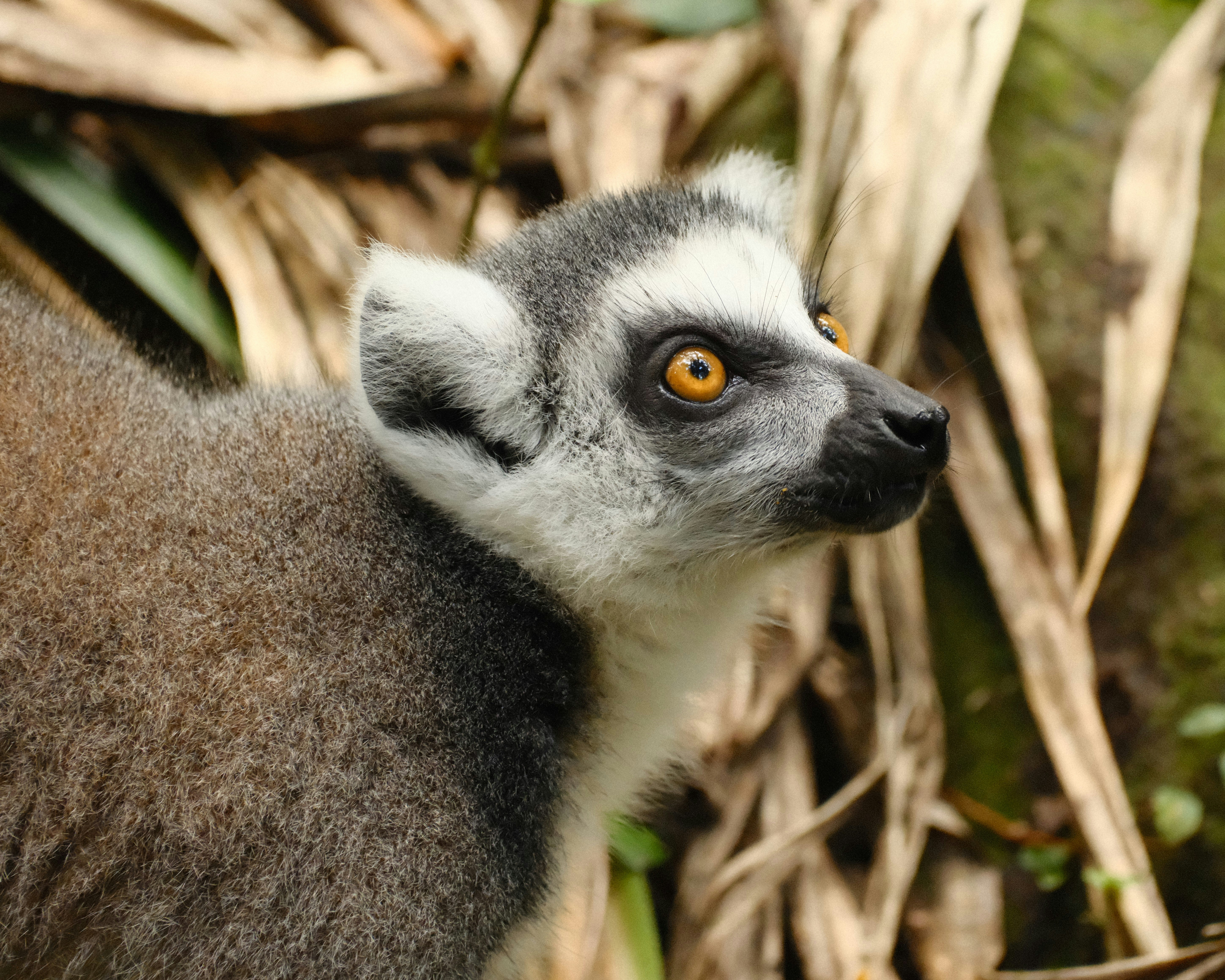 Suspicious Gaze: A Vivid Portrait of a Lemur in Dappled Light