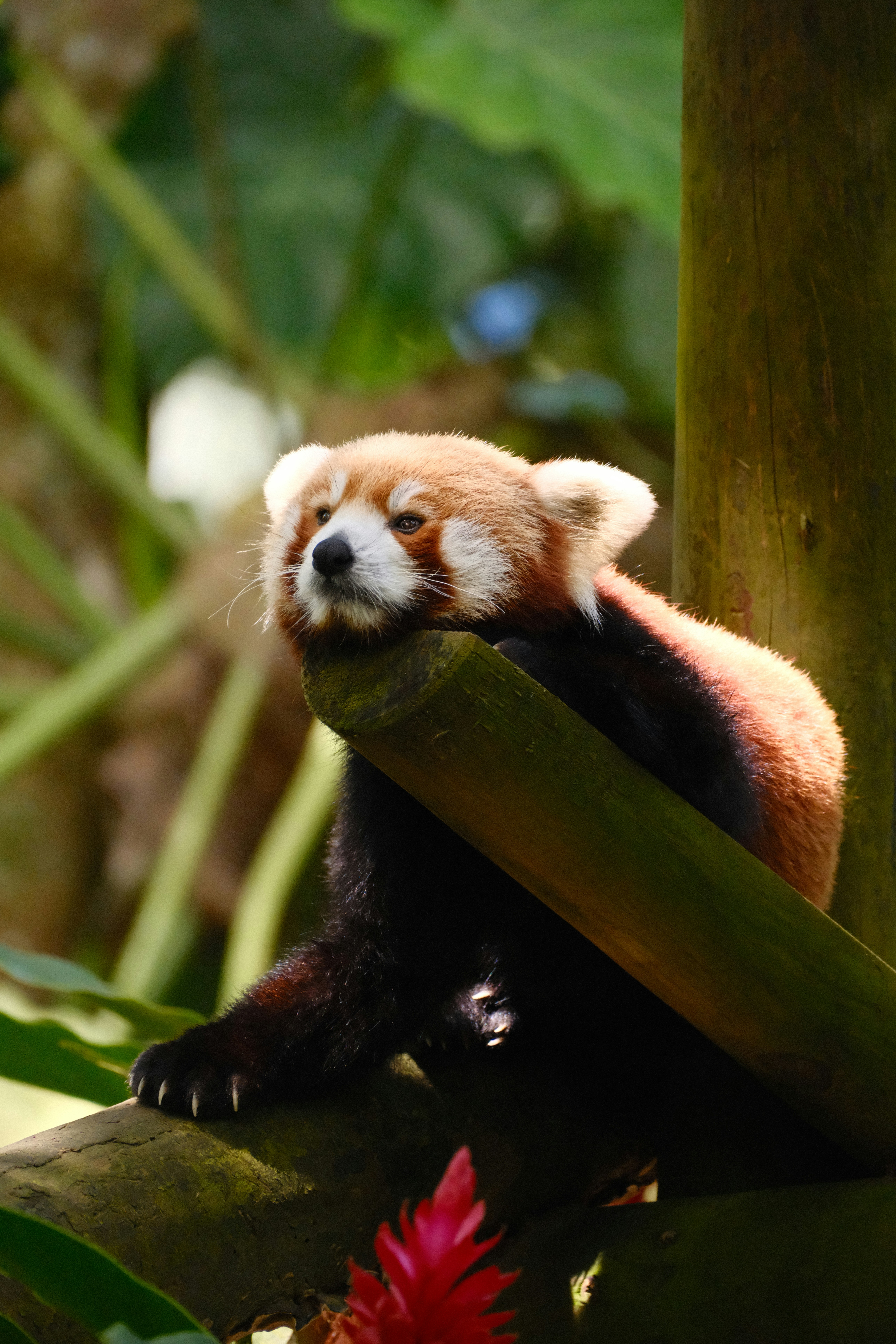 Curled Guardian: A Red Panda Resting on Woodland Logs
