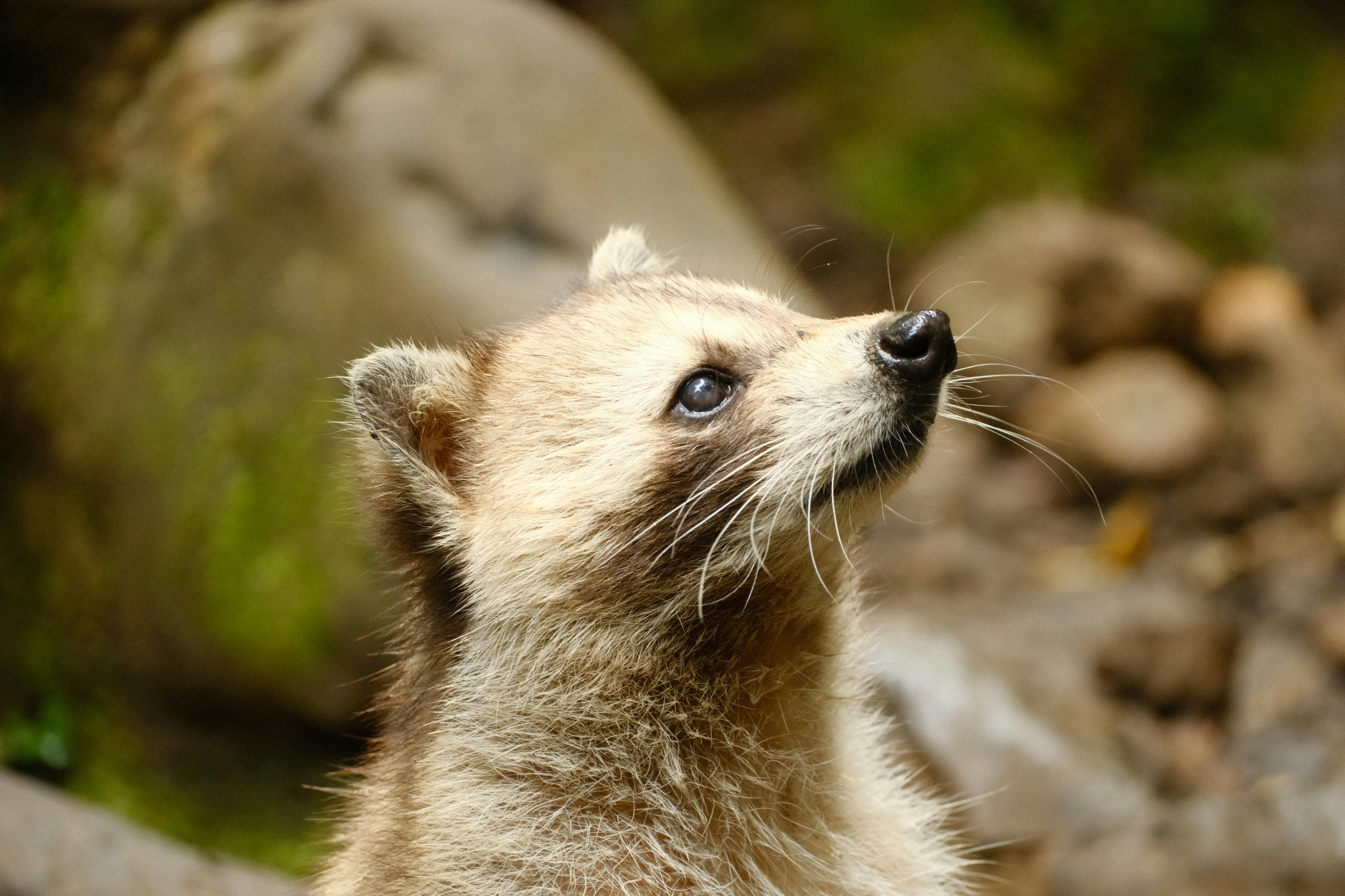 Curious Fox Pup Escapes Into the Quiet Stream of Light