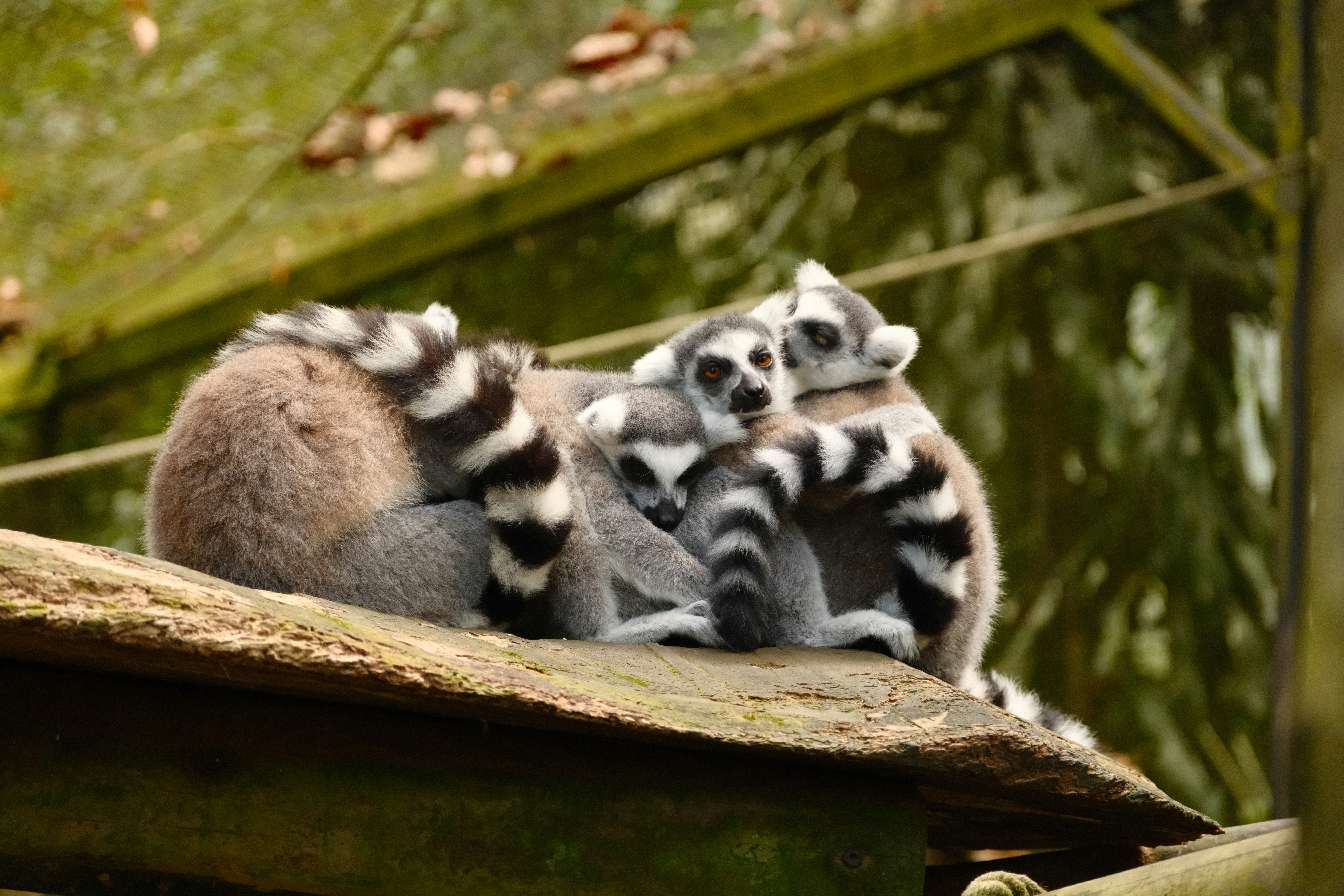 Glimmer of Family: Doting Ring-Tail Lemurs on a Weathered Roof