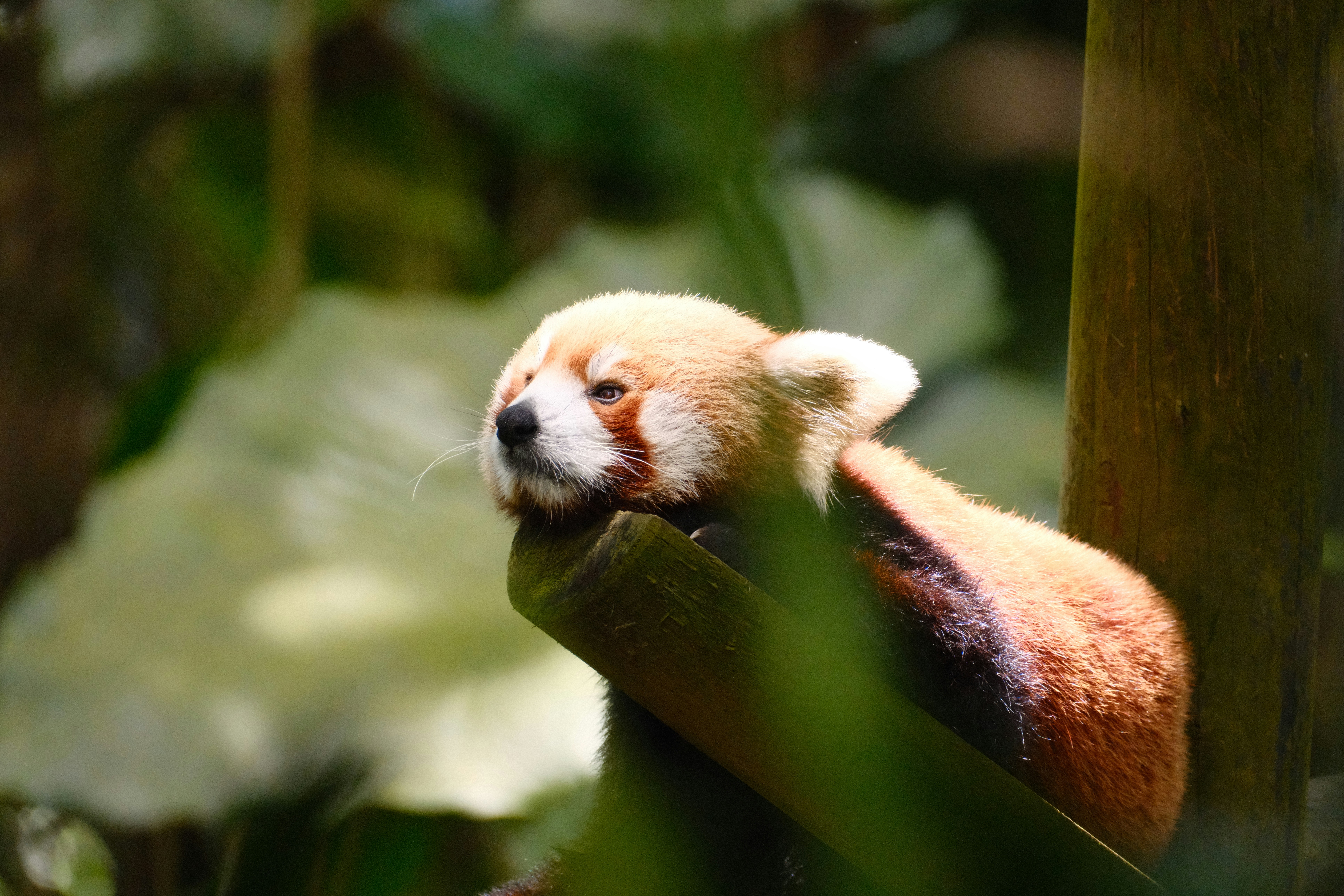 Resting Red Panda on a Sunlit Branch