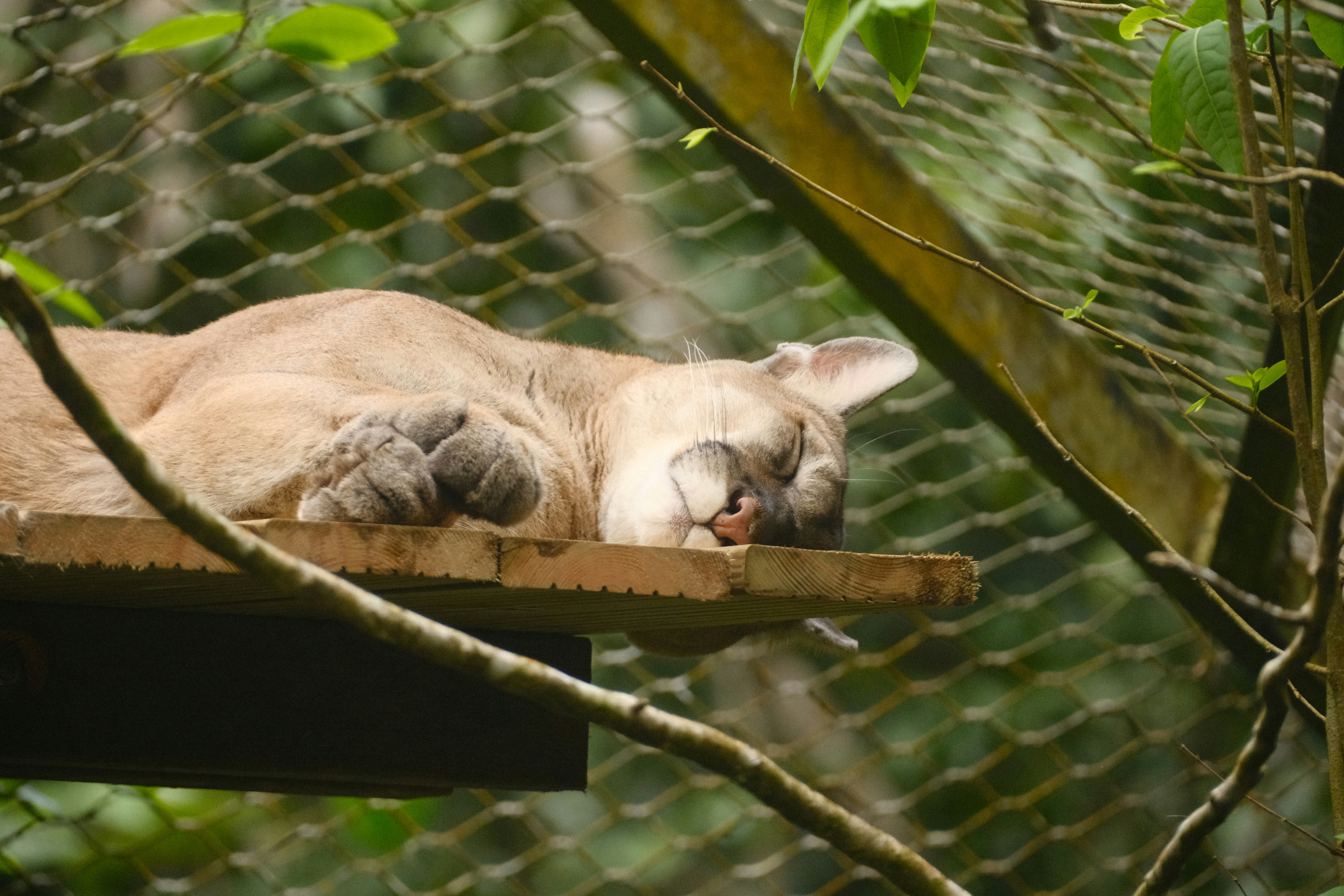 Sunlit Slumber: a tan cat lounges on a wooden platform within a leafy enclosure