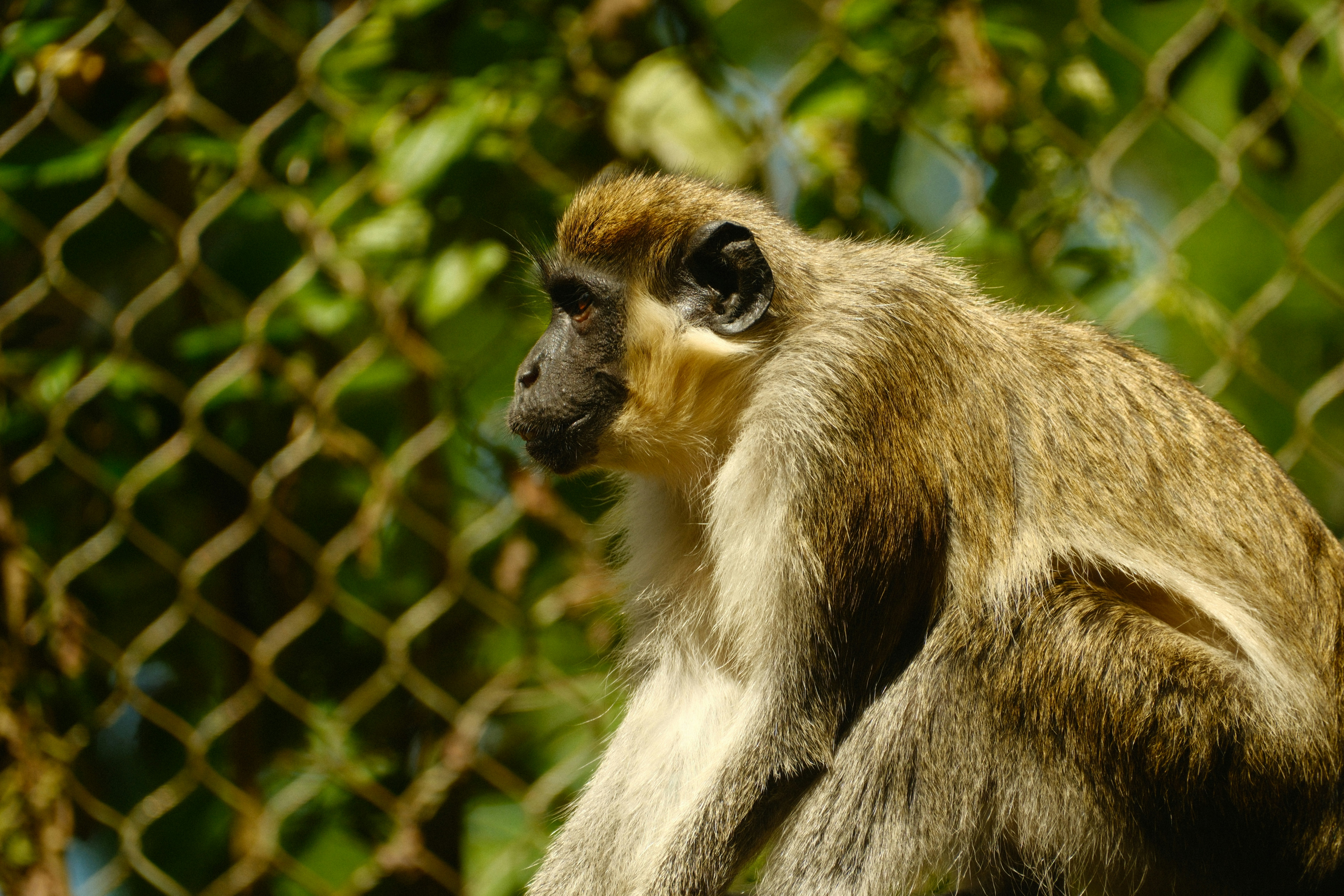 Primed in the Cage: A Vantage on a vervet's Quiet Gaze