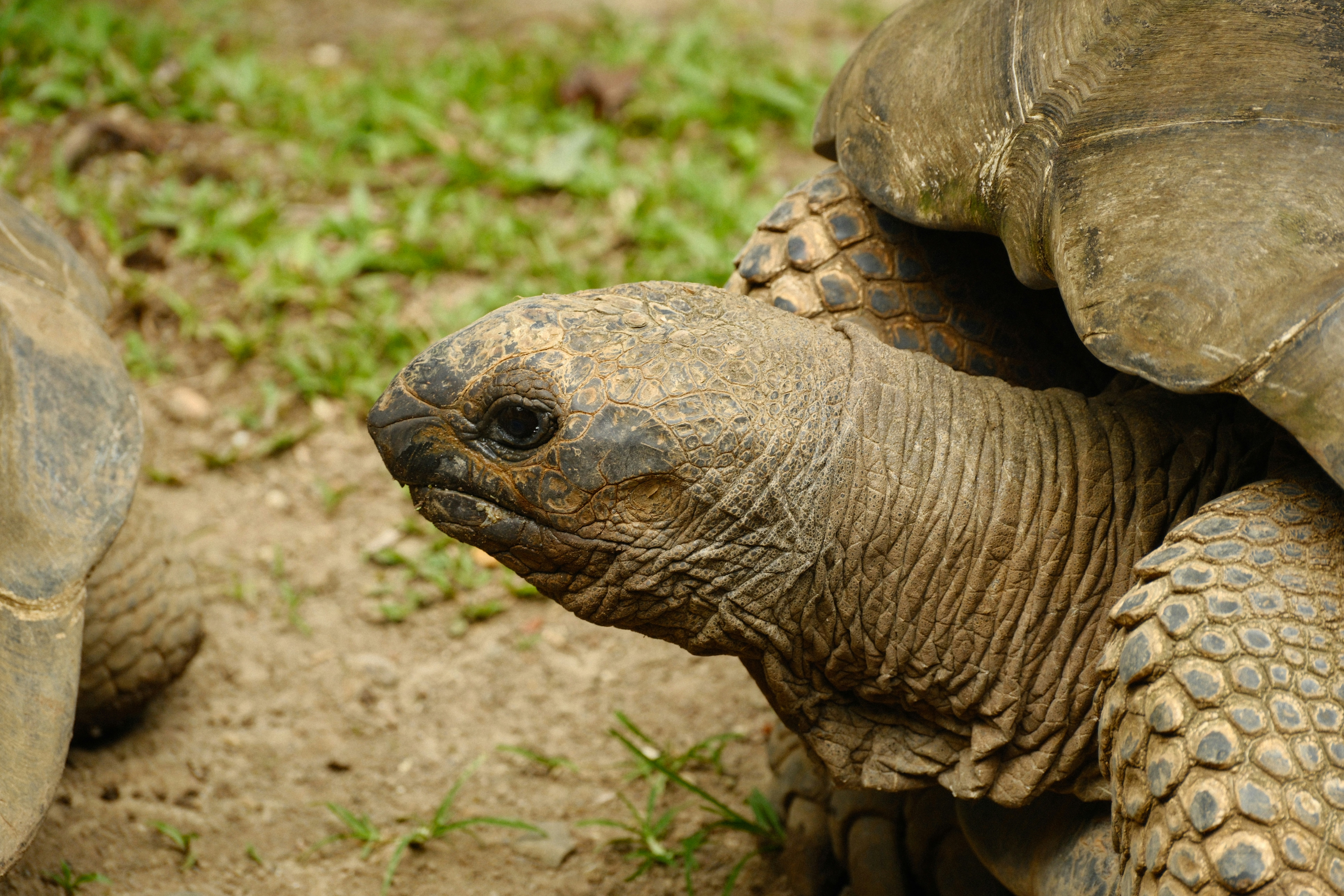 Guardian of the Dust: A Tortoise's Stoic Moment
