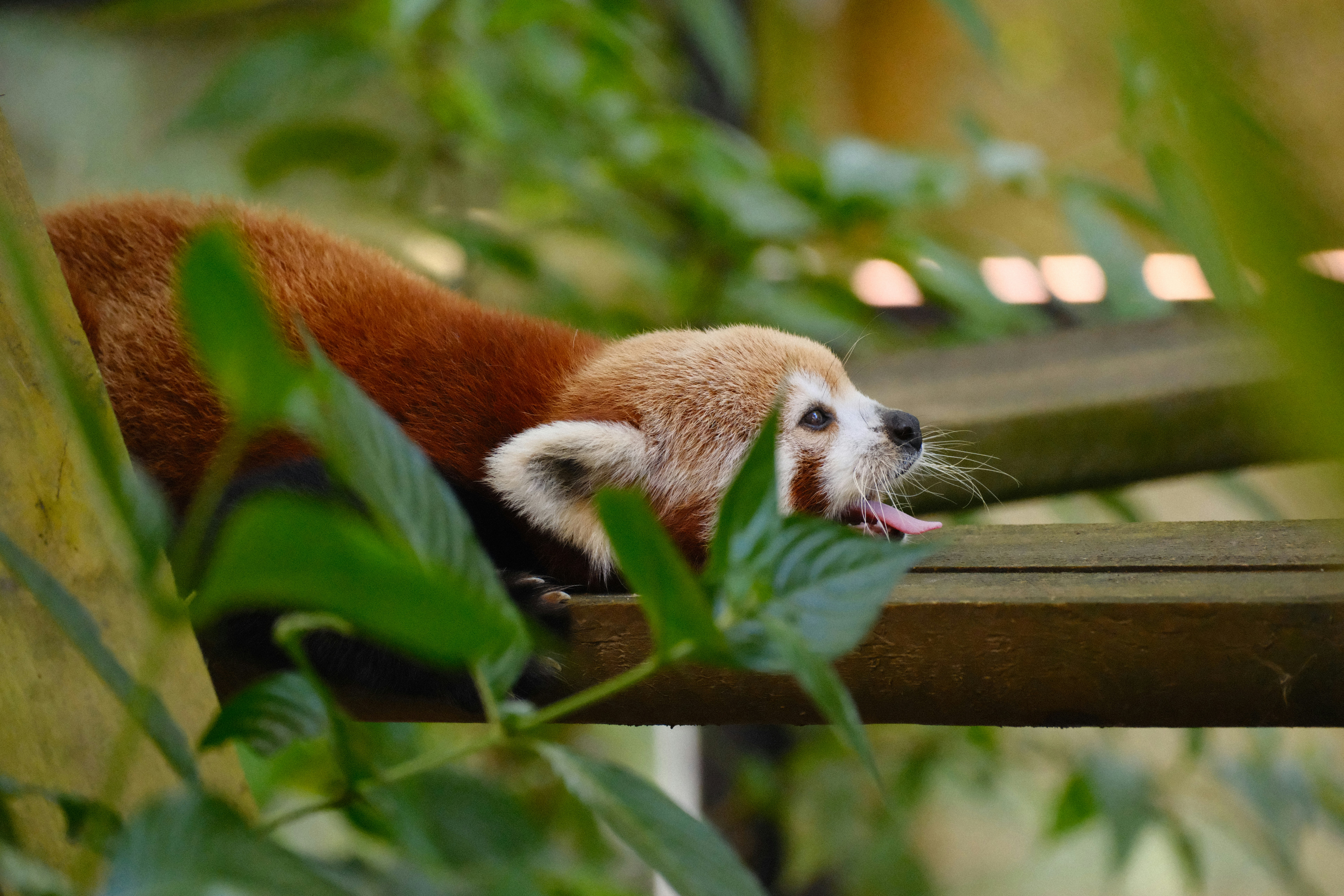 Red panda inching along a wooden rail through leafy greenery