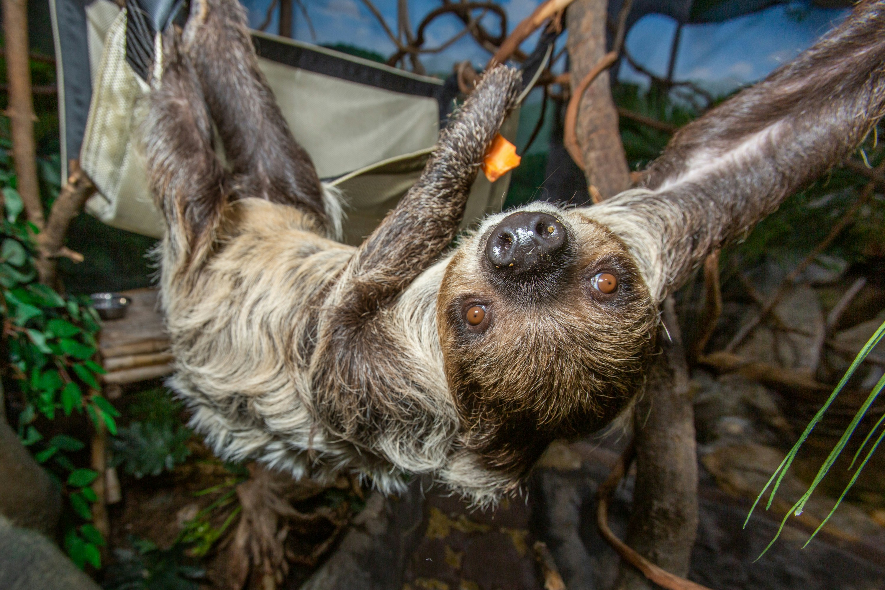 Inverted Pupils and Whiskered Wonder: a slothful slingshot of a battened moon, the upside-down chandelier of a hanging sloth-dog