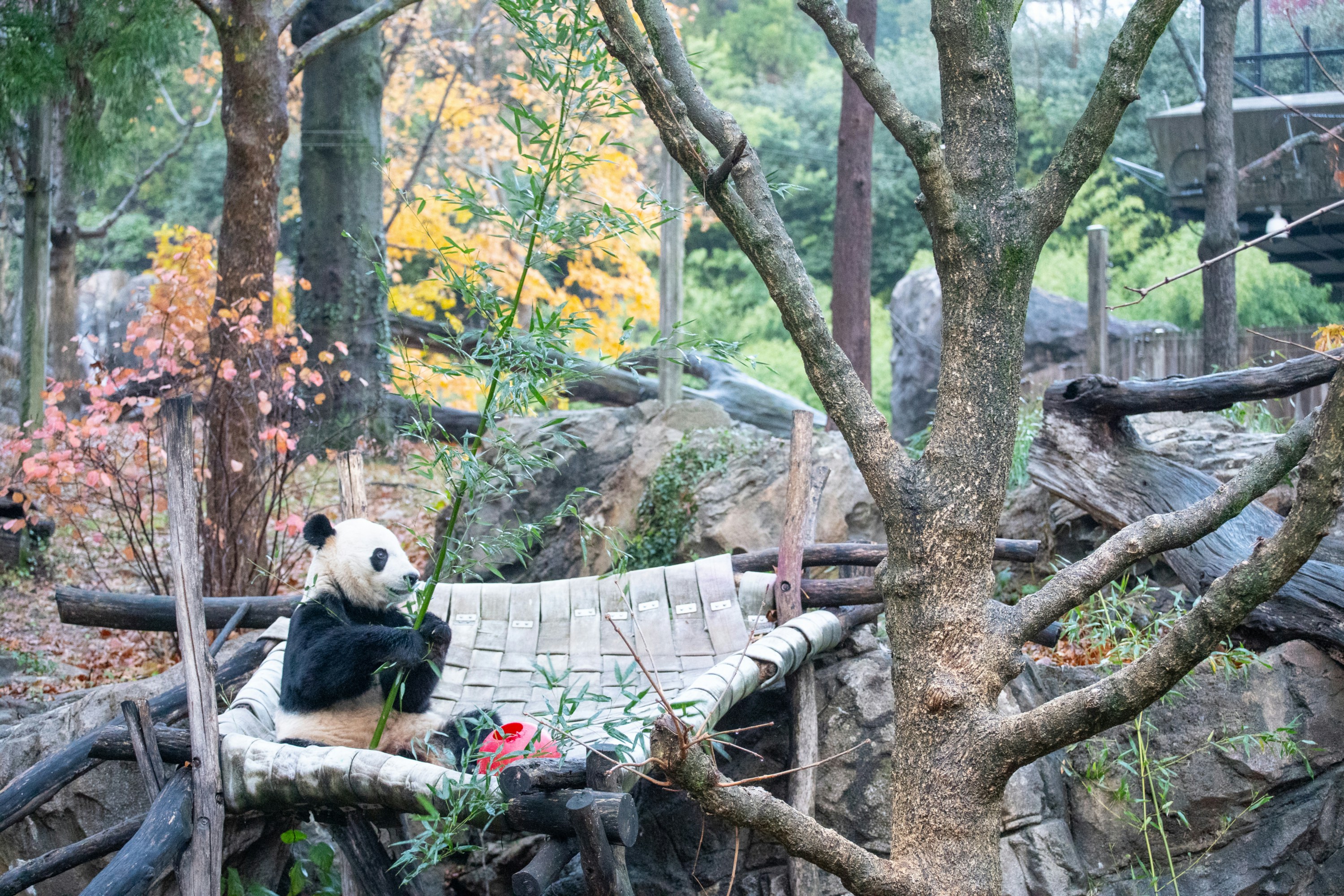 Panda at Rest on a Wooden Terrace Among Autumn Trees