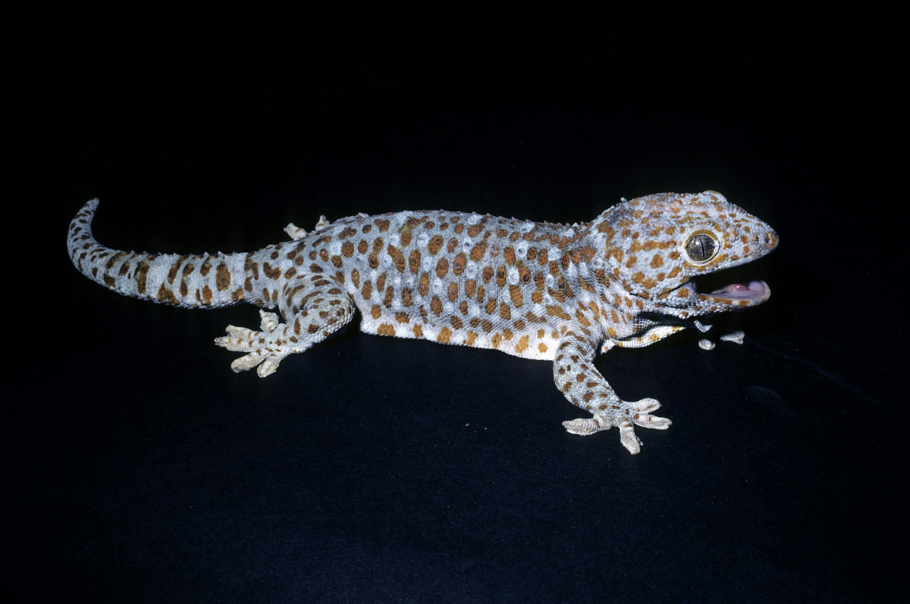 Stare of the Desert Gecko: a spotted nocturnal wanderer