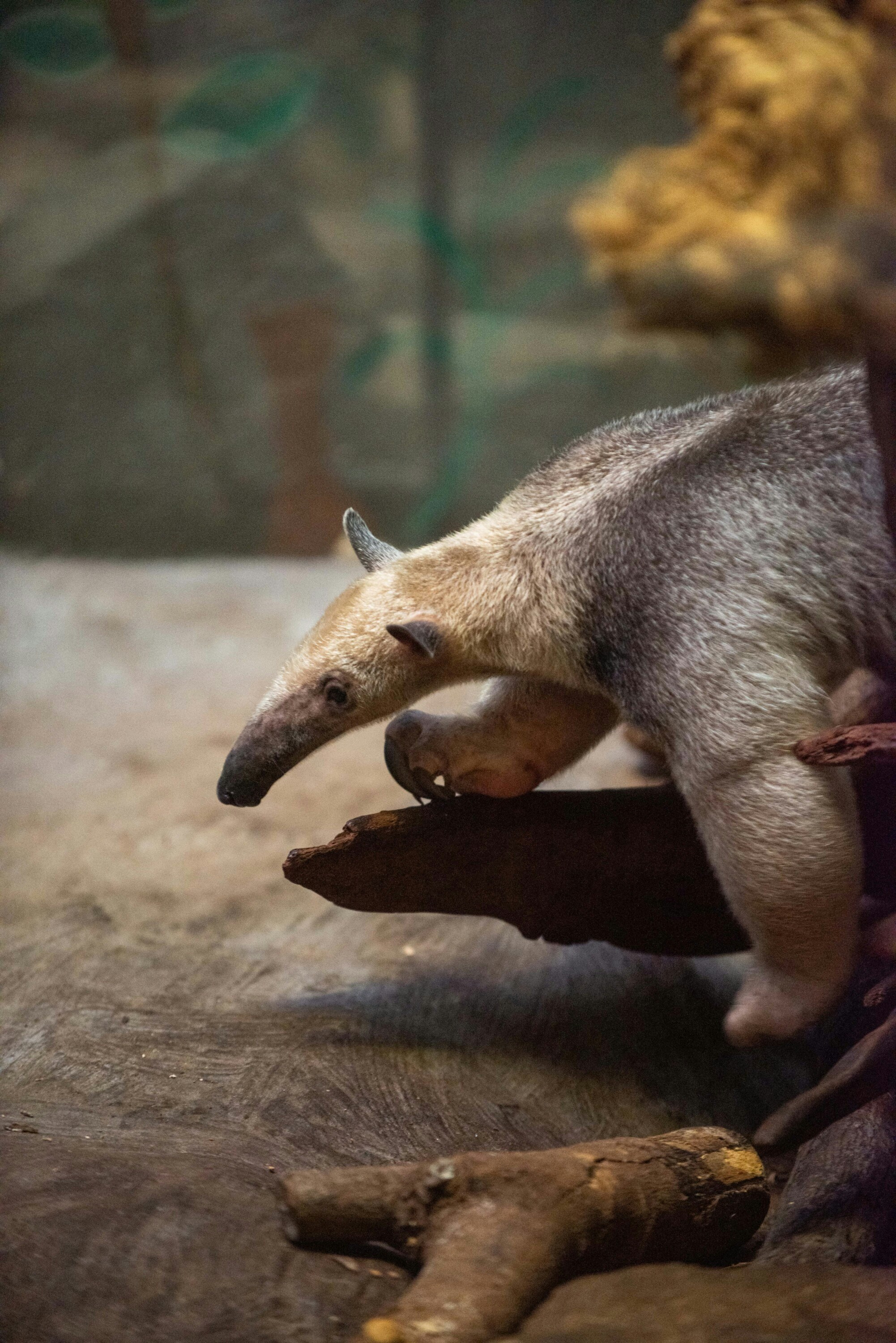 Curved Snout and Log-Bridge: A Curious Armadillo-Dragon in a Gentle Studio Scene